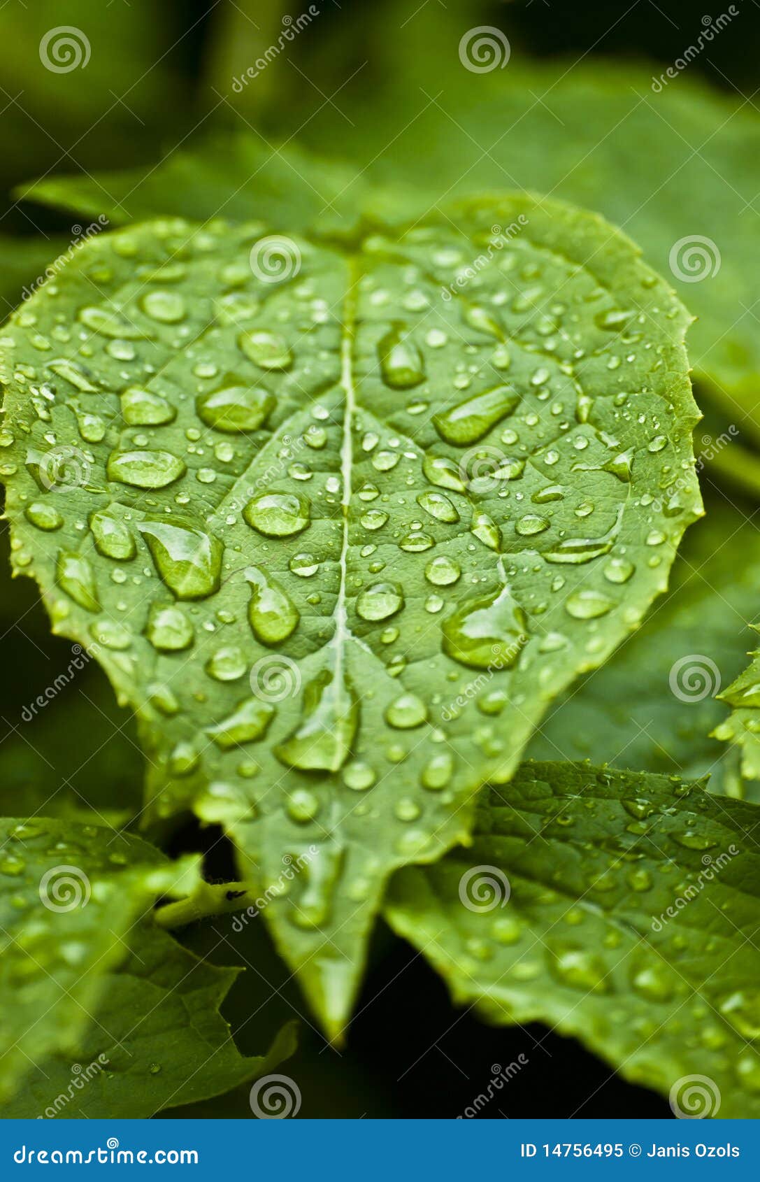 Raindrops On Leaves