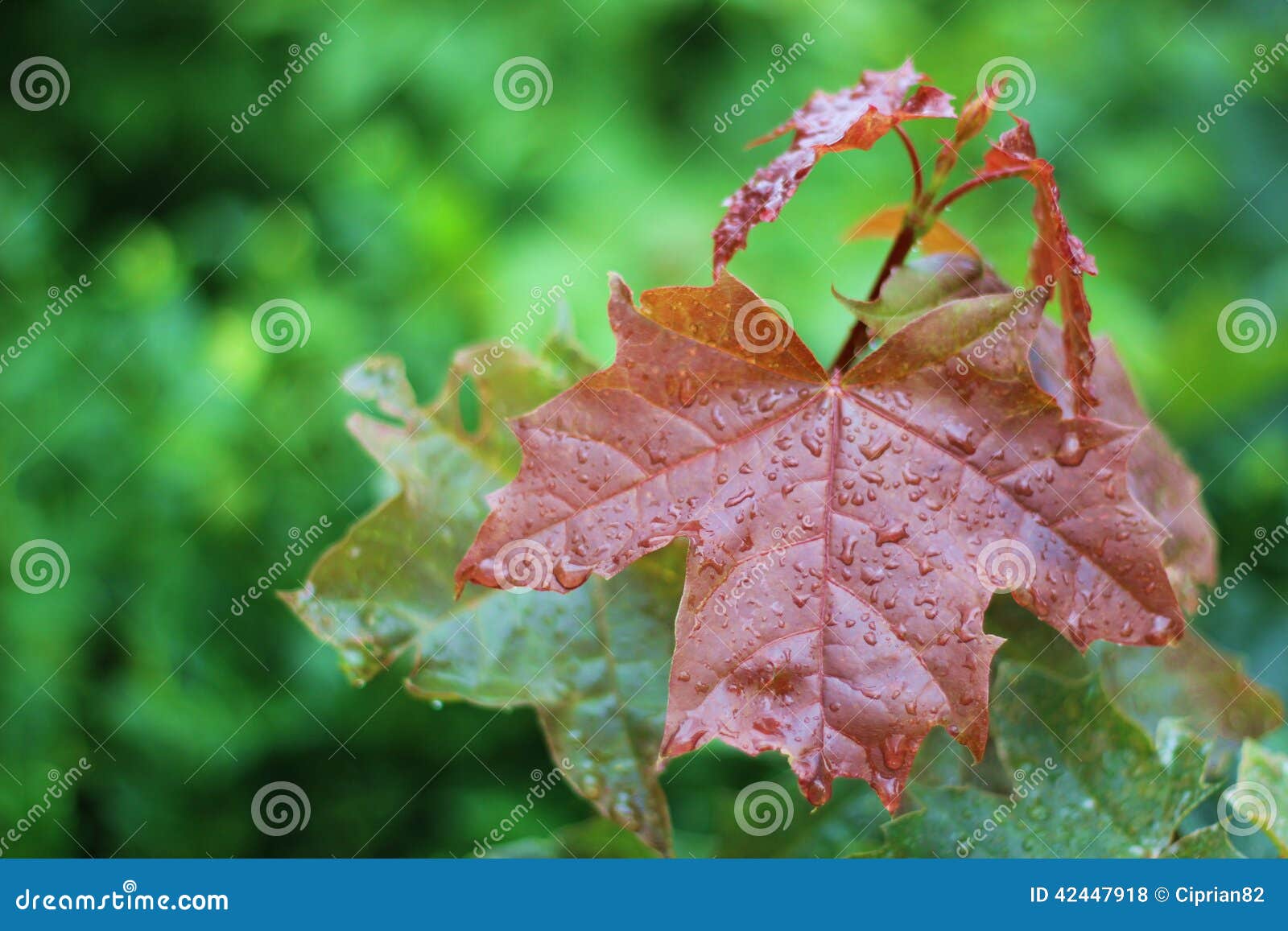 Leaf with rain drops stock photo. Image of season, backgrounds - 42447918