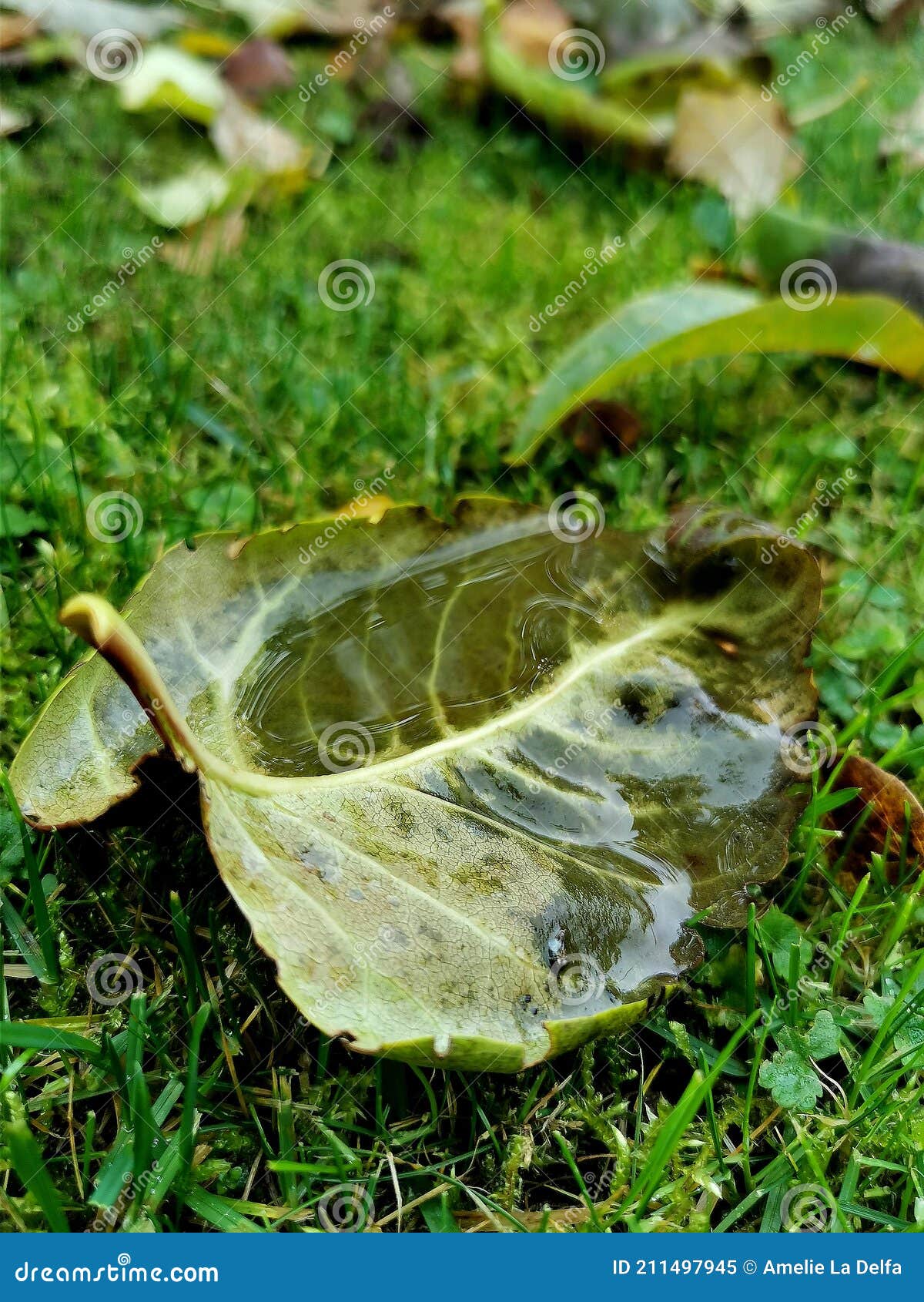 Leaf in the rain stock image. Image of grass, leaf, rain - 211497945