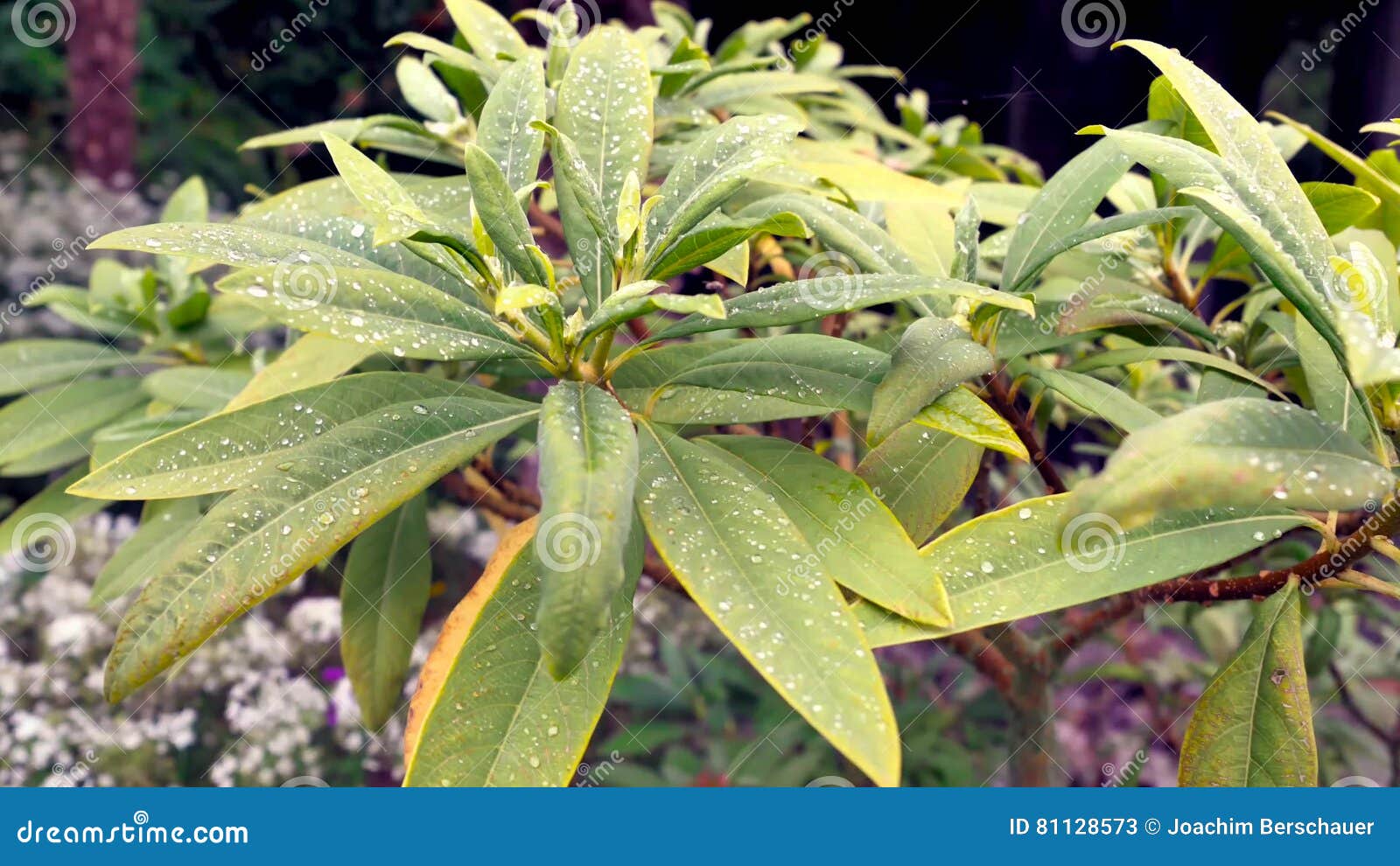 Leaf in Rain Season.rain Drop on Leaf Tree. Stock Image - Image of ...