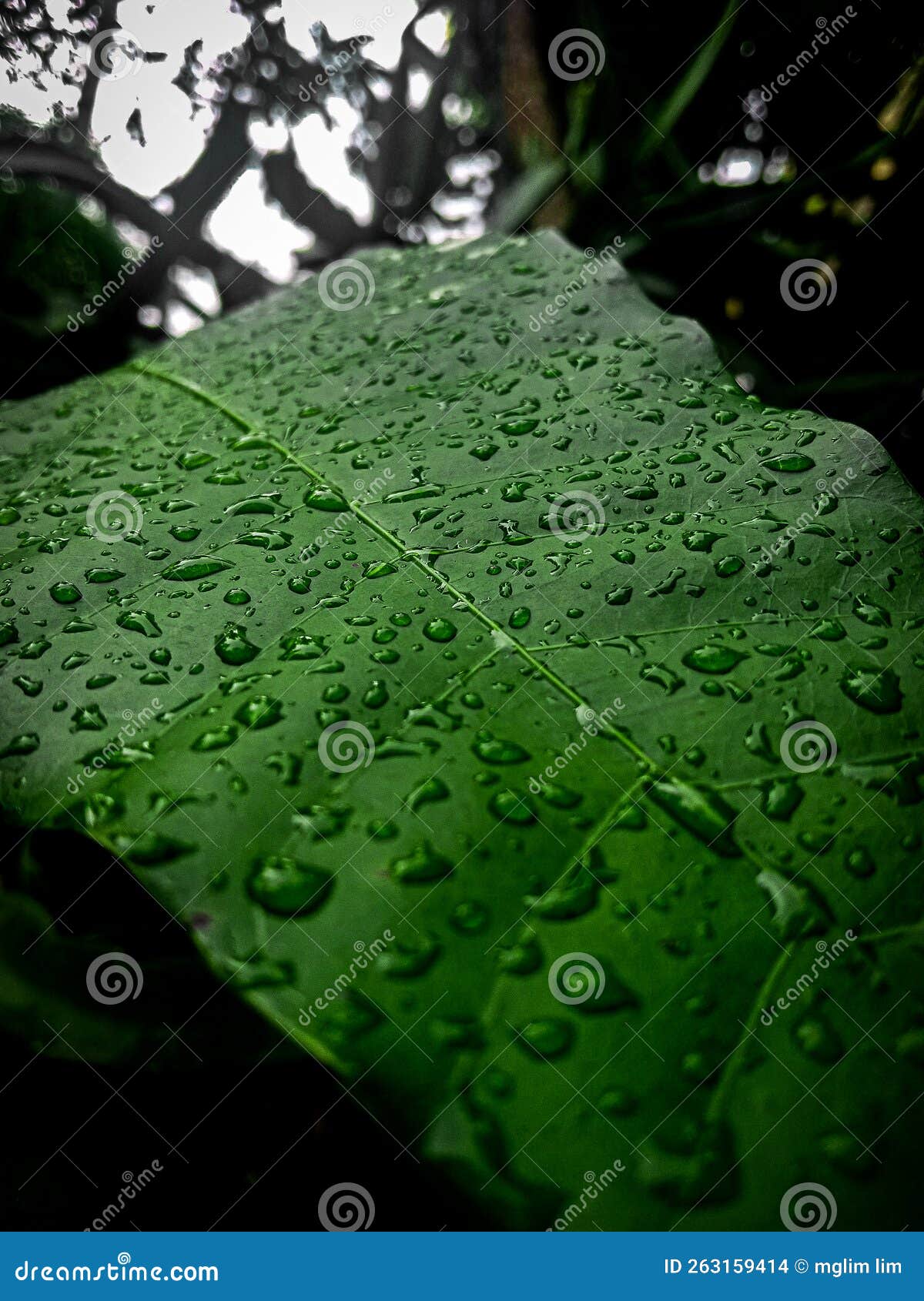 Leaf after Rain Wallpaper Nature Plan Stock Photo - Image of leaf ...