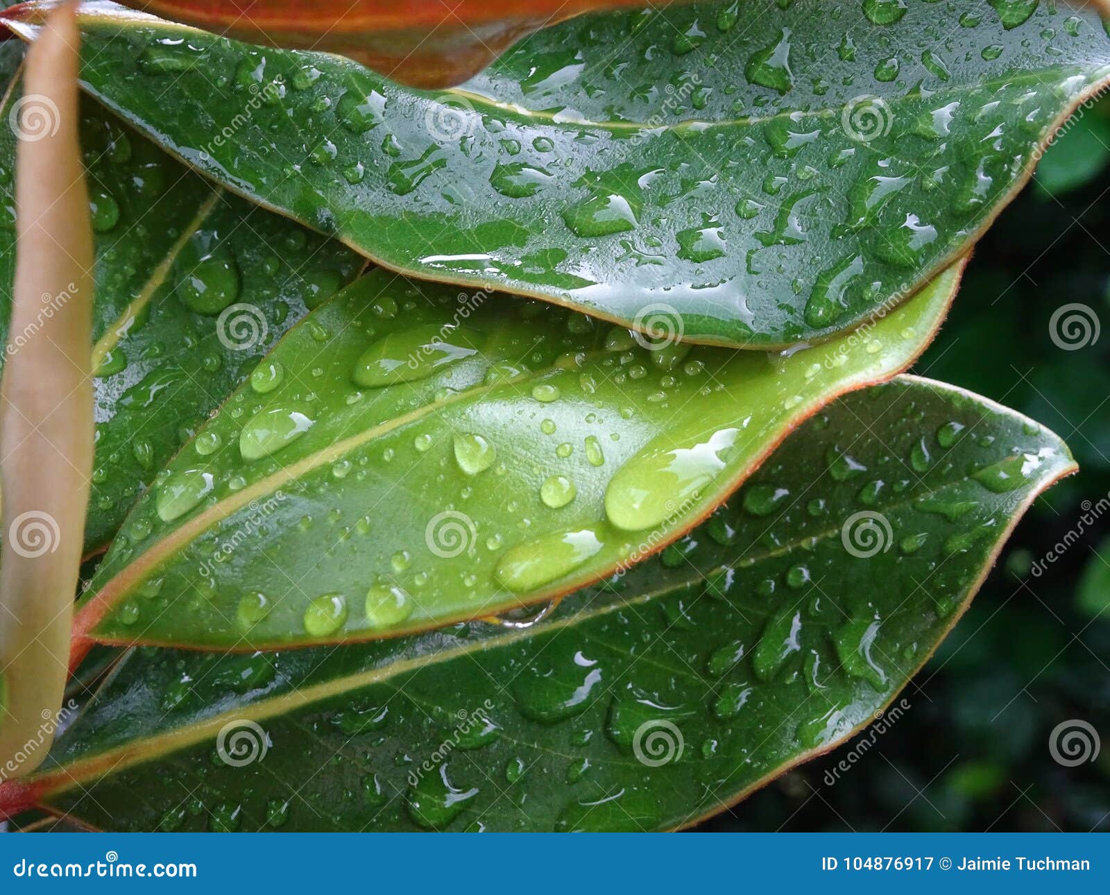 Leaf with Raindrops after Storm Stock Image - Image of drop, background ...