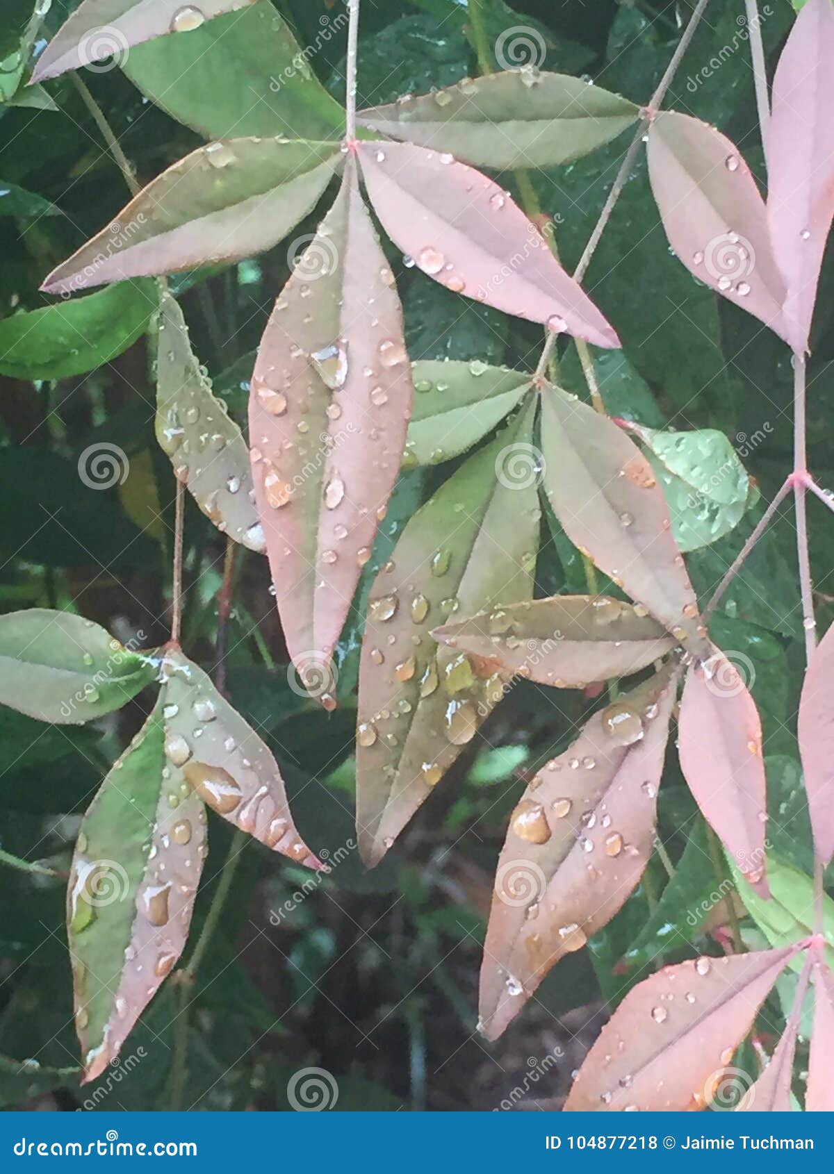 Leaf with Raindrops after Storm Stock Photo - Image of freshness ...