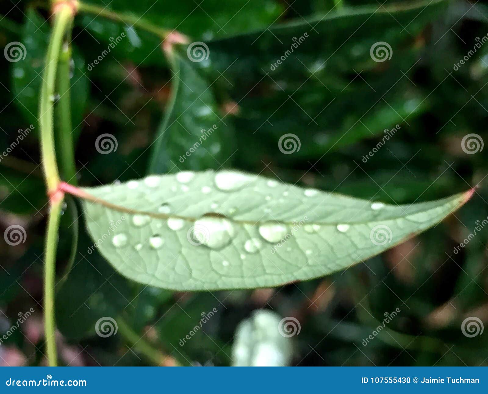 Leaf with Raindrops after Storm Stock Photo - Image of drop, insect ...