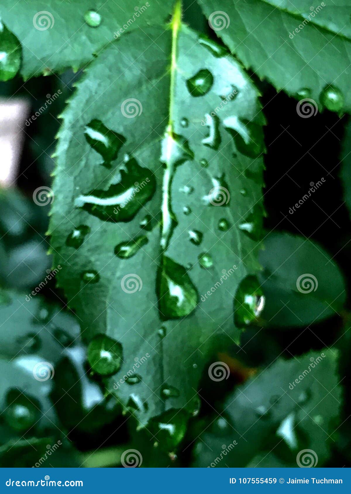 Leaf with Raindrops after Storm Stock Image - Image of storm, raindrops ...