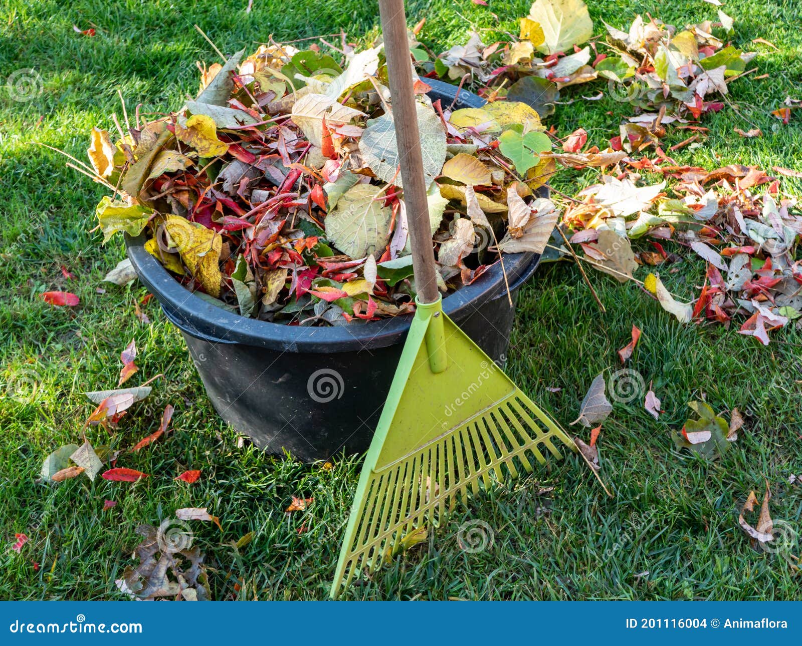 Leaf Rake in Autumn Gardening Stock Photo - Image of food, maple: 201116004