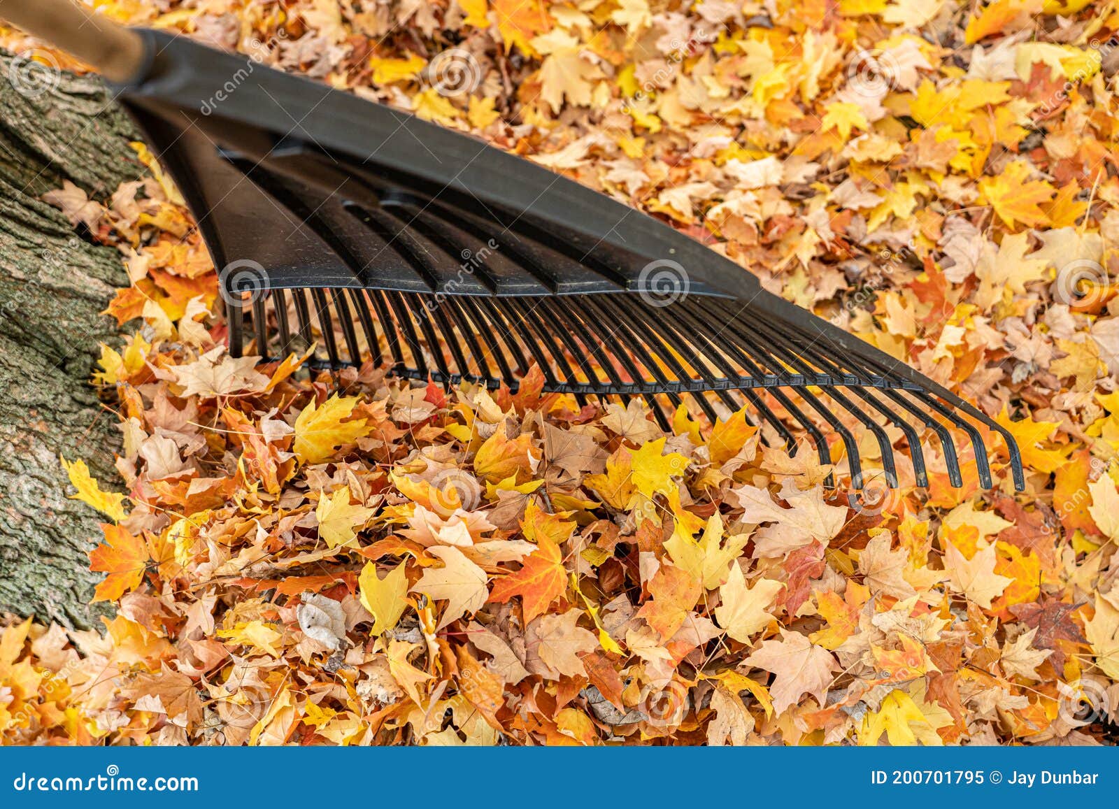 Leaf Rake with Colorful Fall Leaves is Rady To Go To Work Stock Image ...