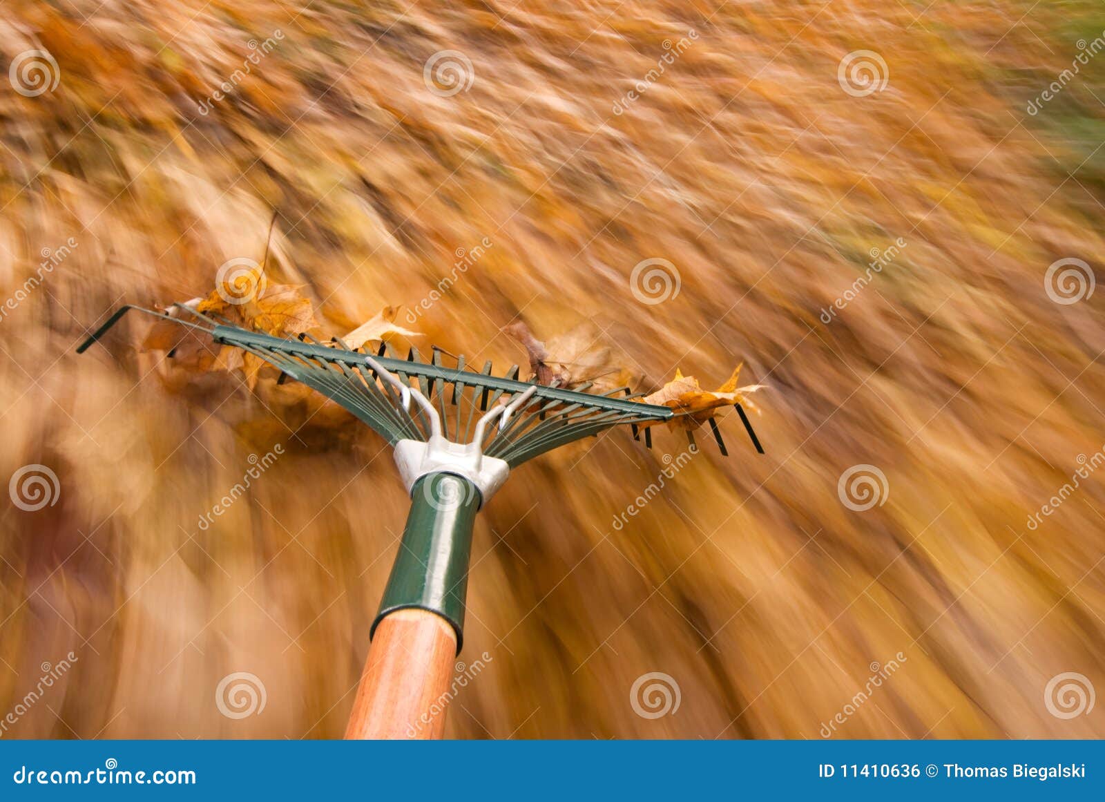 Leaf raking stock photo. Image of sunny, lawn, blur, change - 11410636