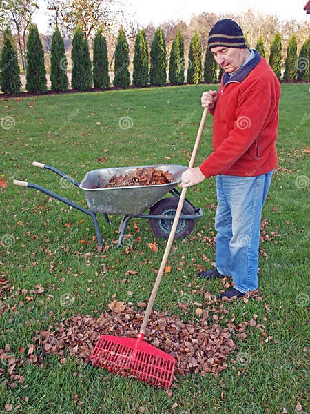 Leaf raking stock image. Image of leaves, hands, leaf - 21939775