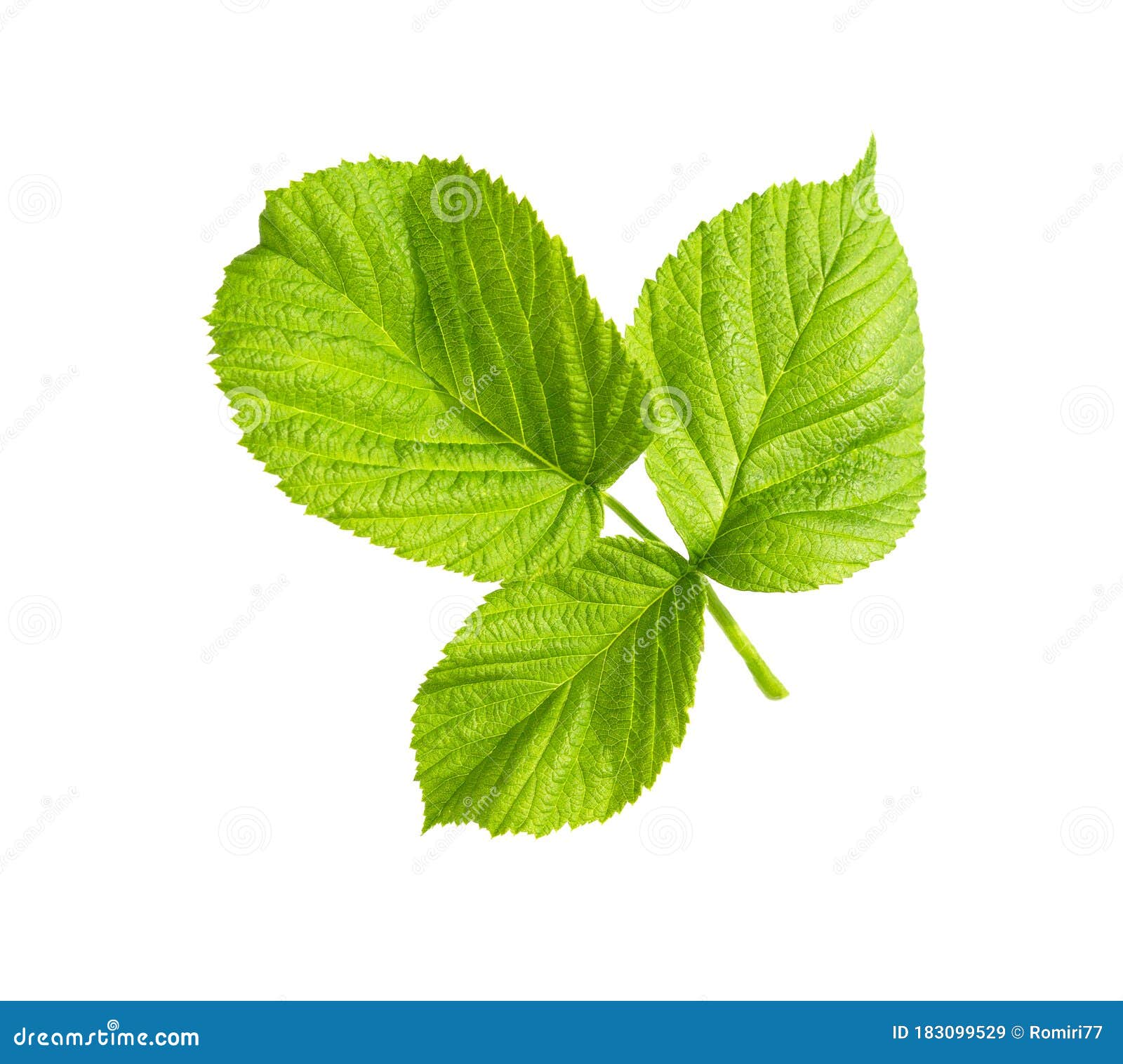 Leaf of Raspberry. Raspberry Green Leaves Stock Image - Image of ...