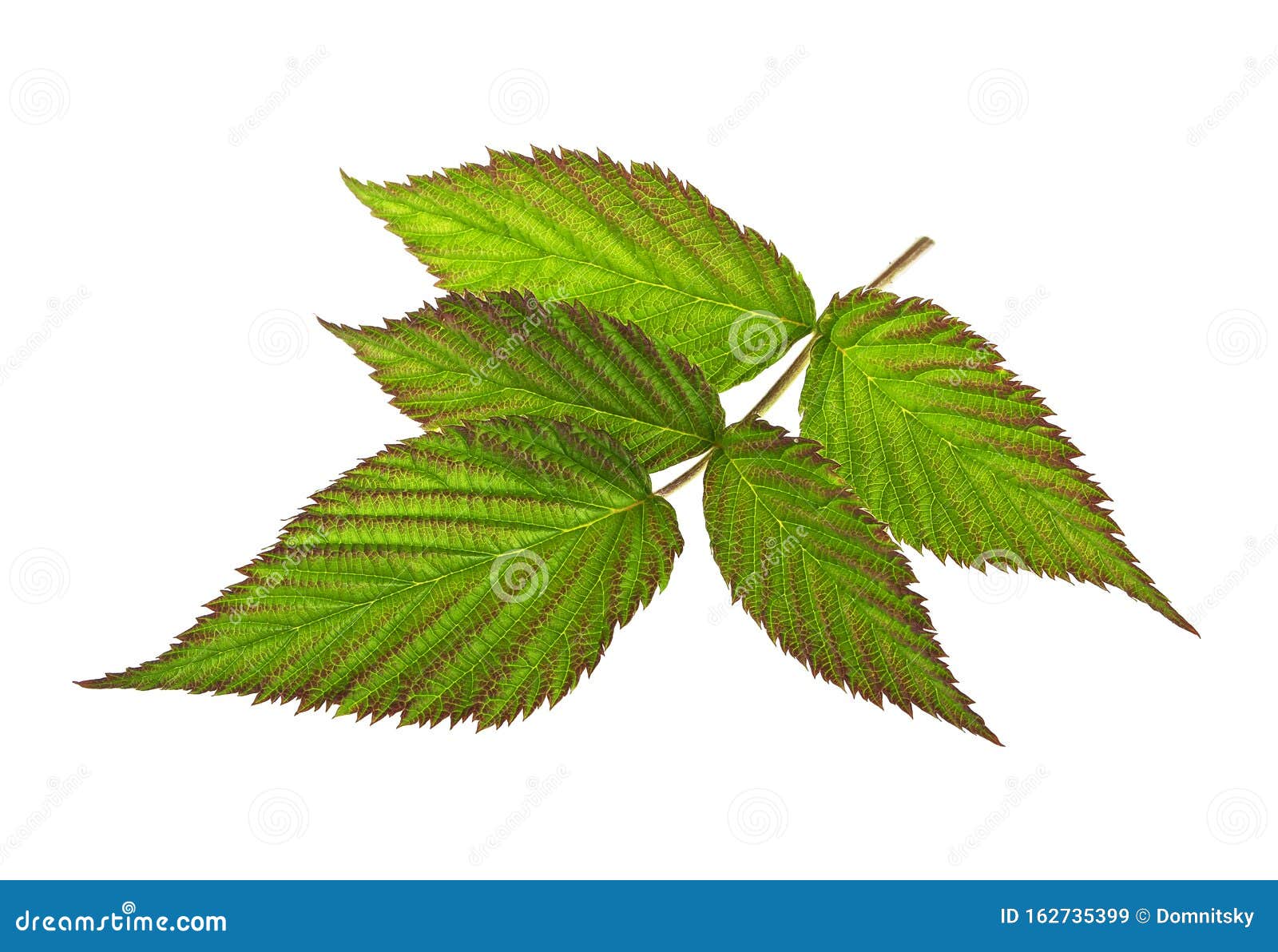 Leaf Raspberry Isolated on a White Background Stock Image - Image of ...