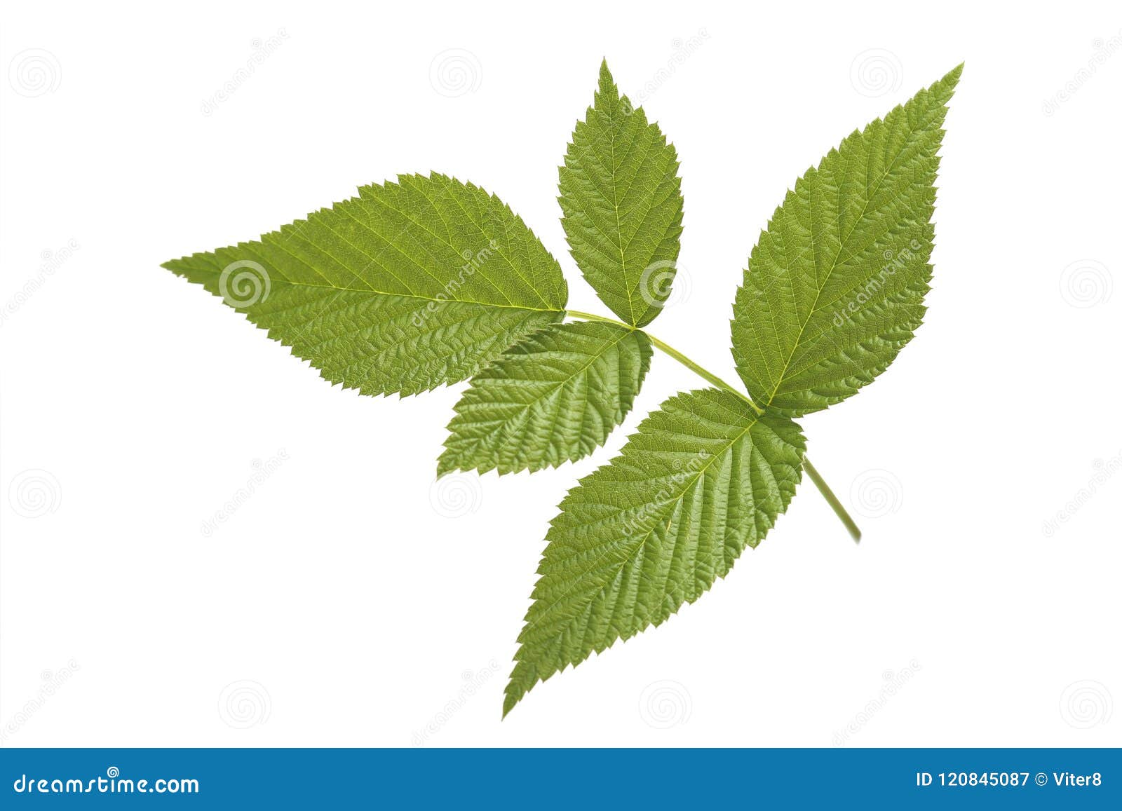 Leaf of Raspberry Isolated on White Stock Image - Image of leaf ...