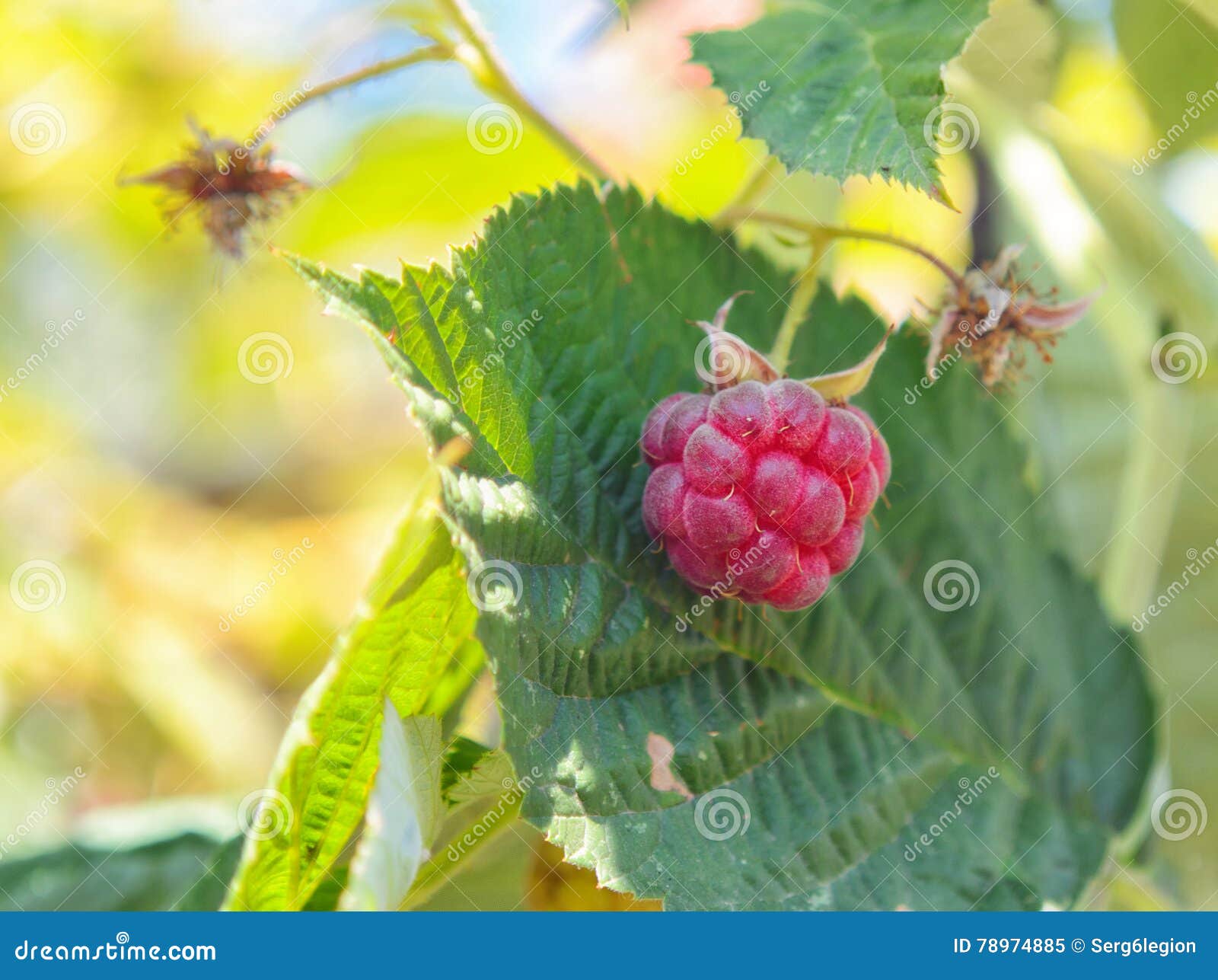 Leaf and Raspberry on a Stalk. Stock Image - Image of ruby, bush: 78974885