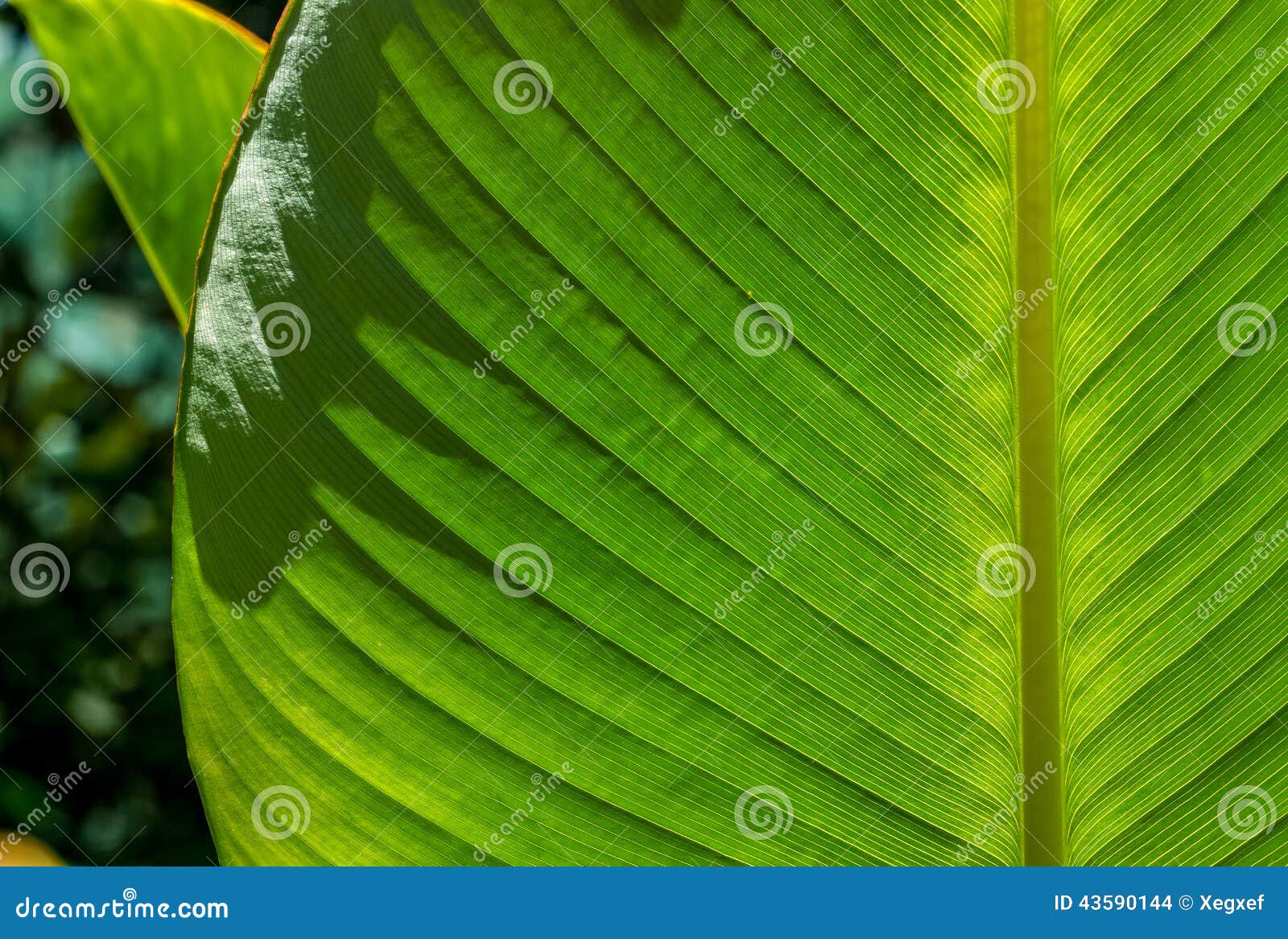 Leaf Rattlesnake Ginger stock photo. Image of texture - 43590144