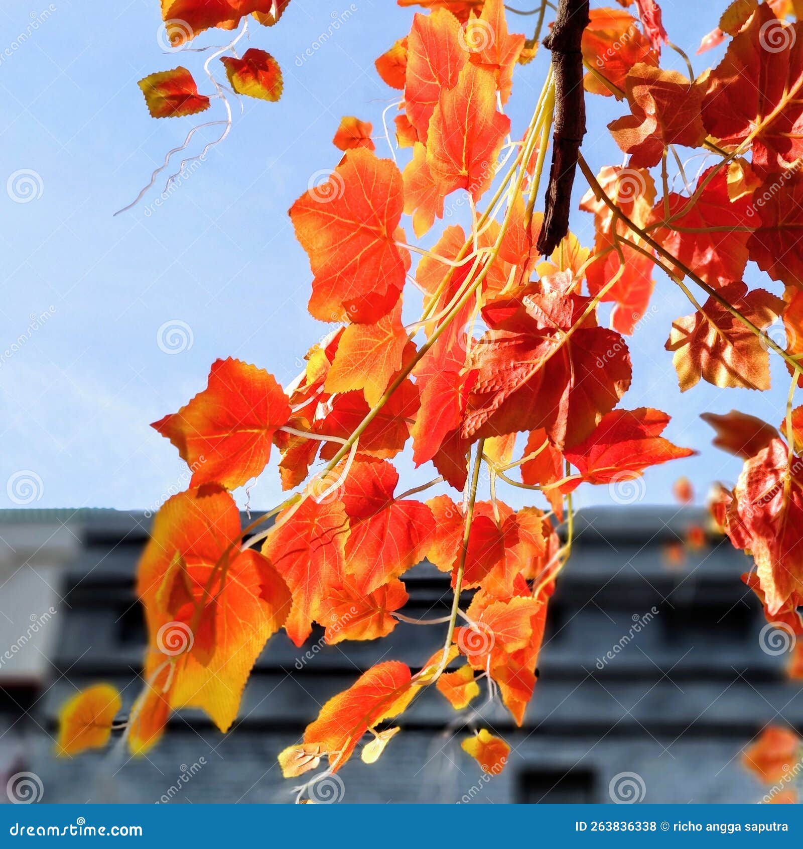 Auntumn Time Stock Photos - Free & Royalty-Free Stock Photos from ...