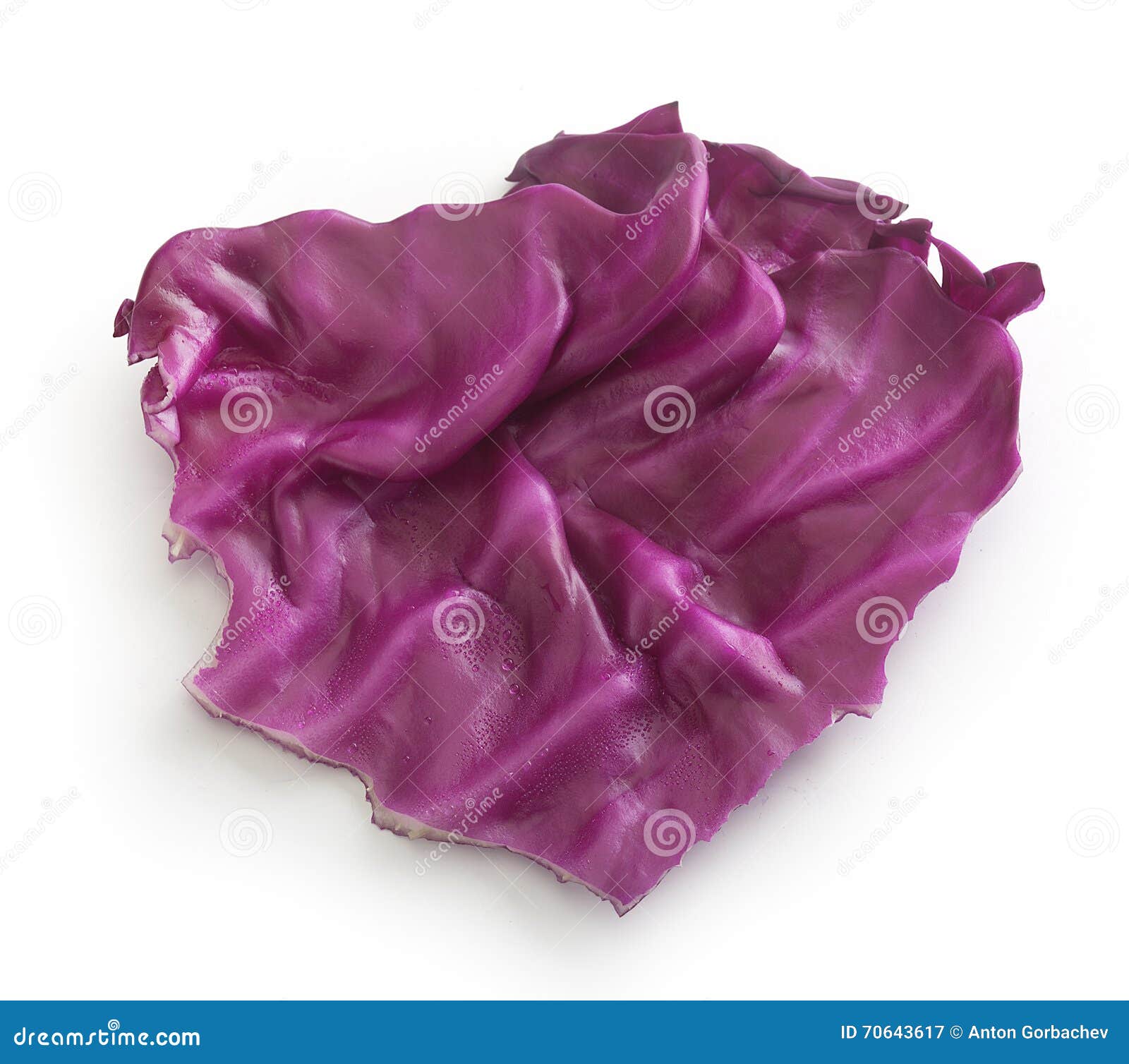 Leaf of red cabbage stock image. Image of view, isolated - 70643617