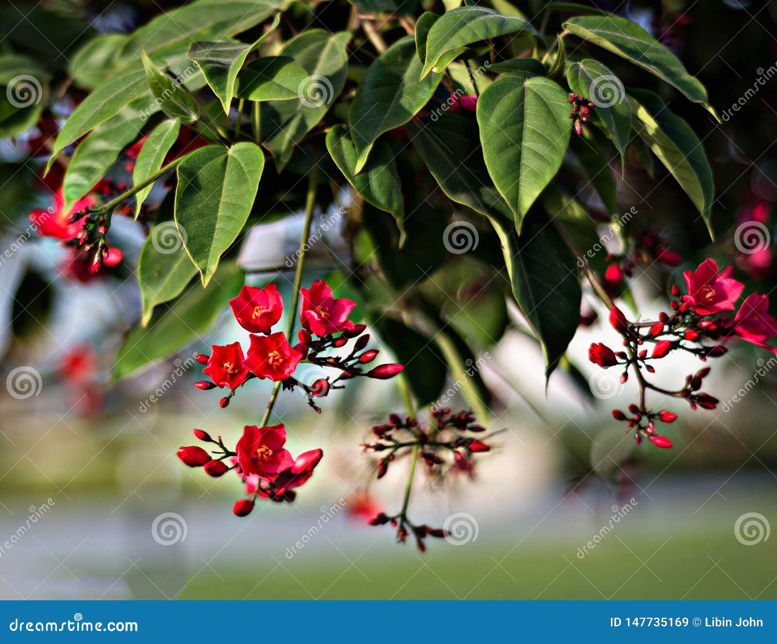 Leaf and Red Flowers- Jatropha Integerrima Stock Image - Image of ...