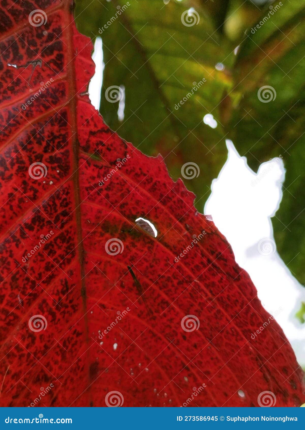 Leaf red green color tree stock image. Image of tree - 273586945