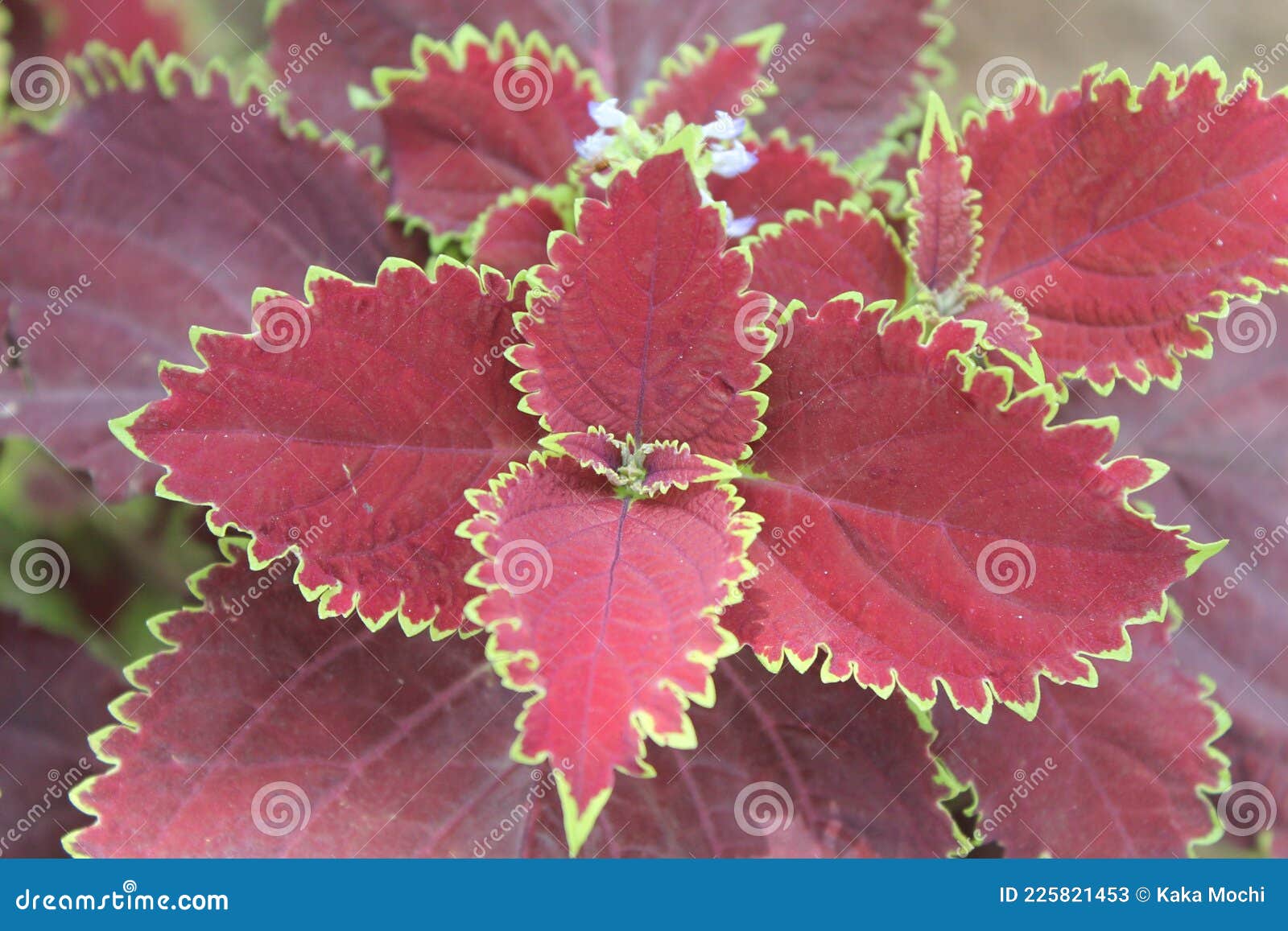 Leaf Red Plant Garden Flower Beautiful Stock Image - Image of leaf ...