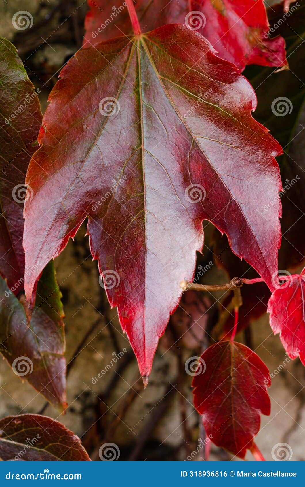 A Leaf with a Red Stem is Shown Stock Photo - Image of autumn, brown ...