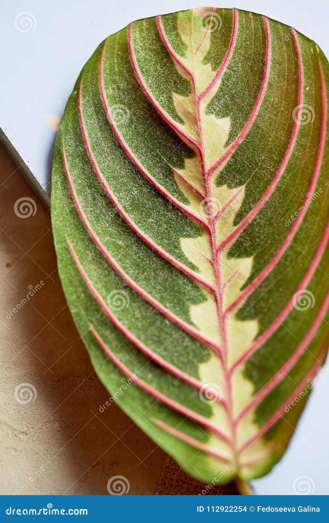 Leaf with Red Veins in the Macro.Abstract Background. Closely Stock ...