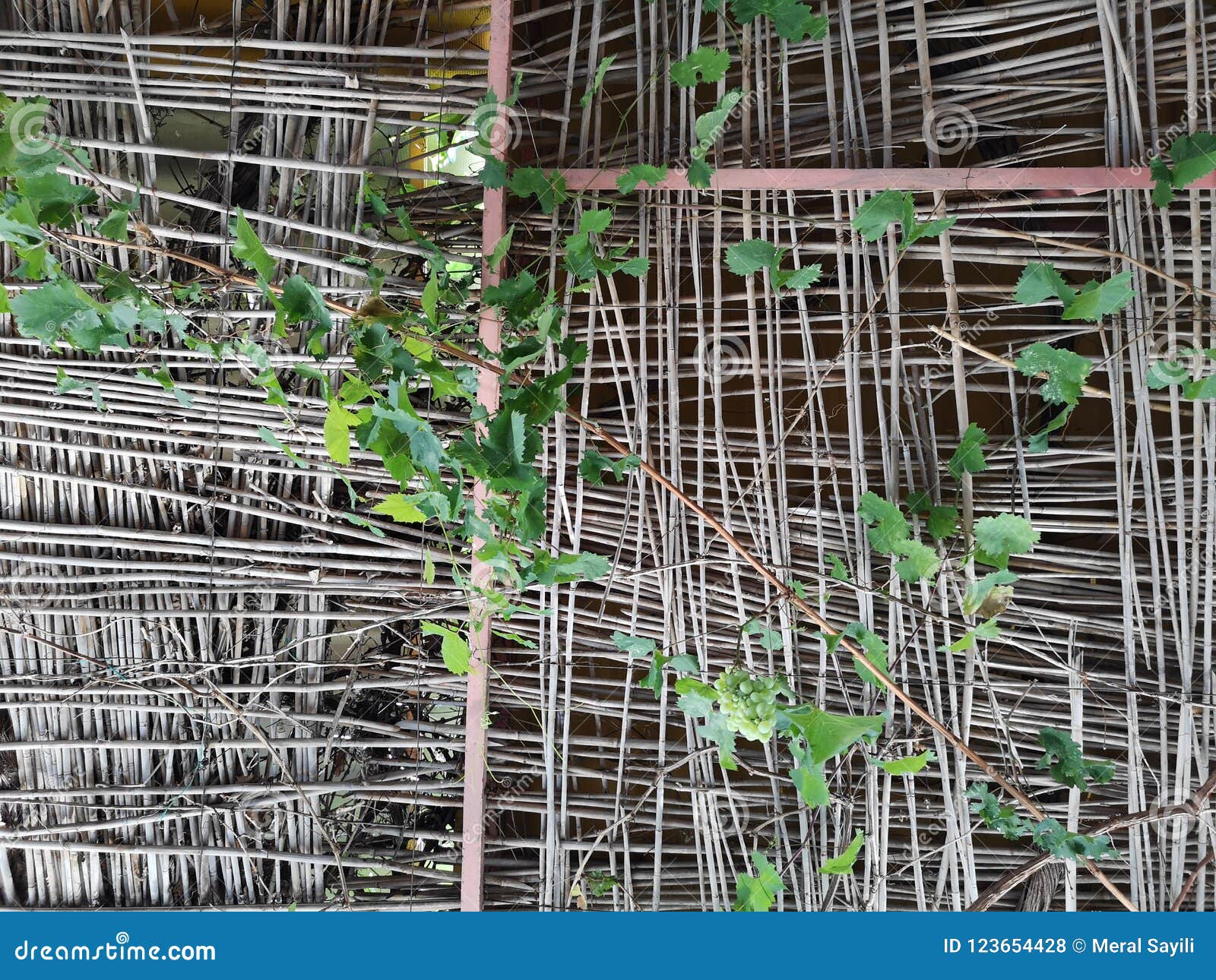 Leaf and reed patches stock photo. Image of large, closeup - 123654428
