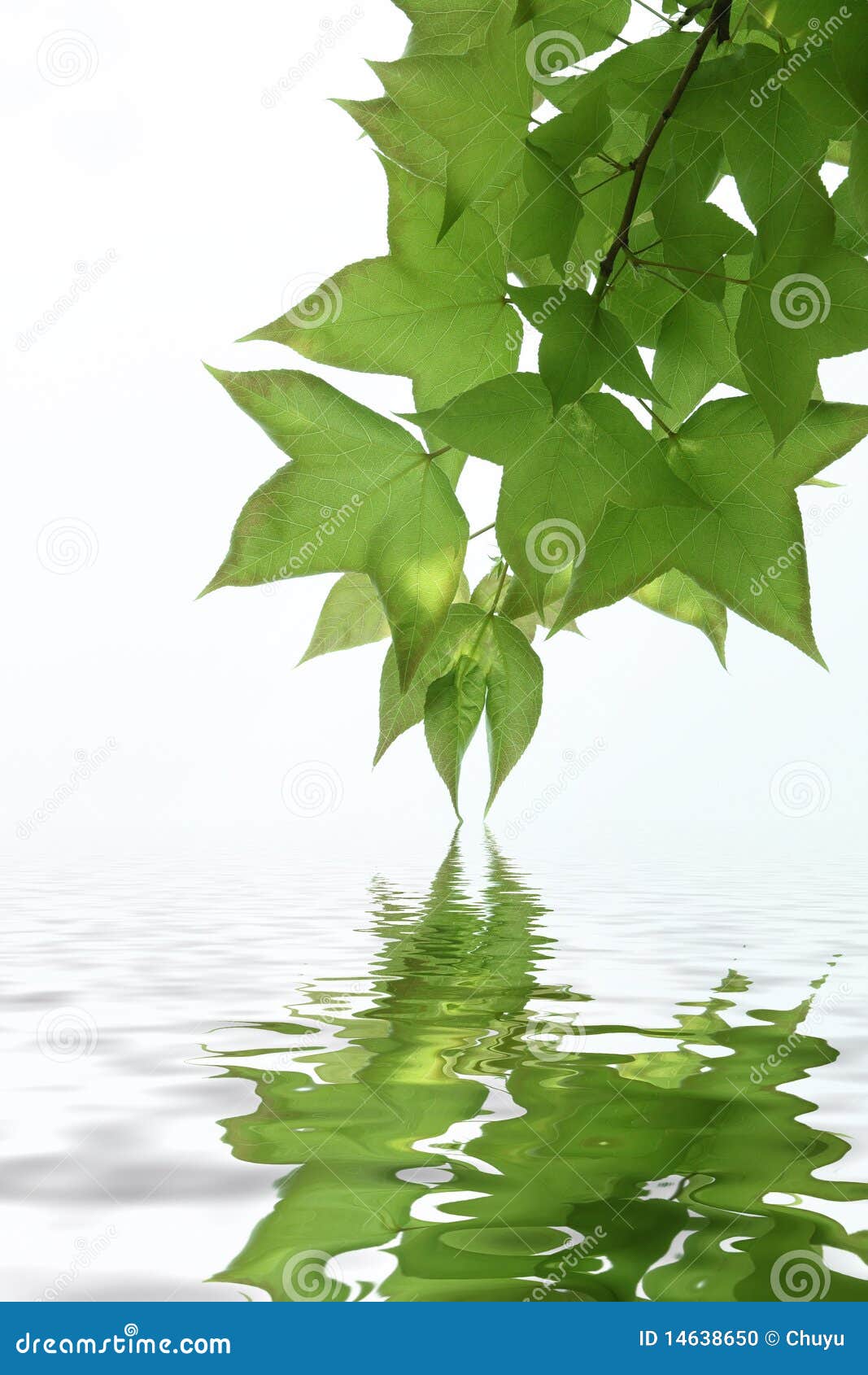 Leaf and reflection stock photo. Image of natural, blurred - 14638650
