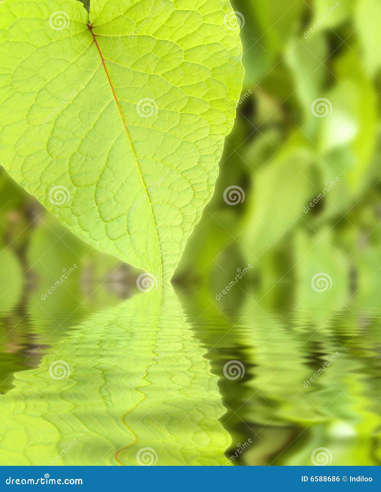 Leaf Reflection stock photo. Image of details, ripples - 6588686