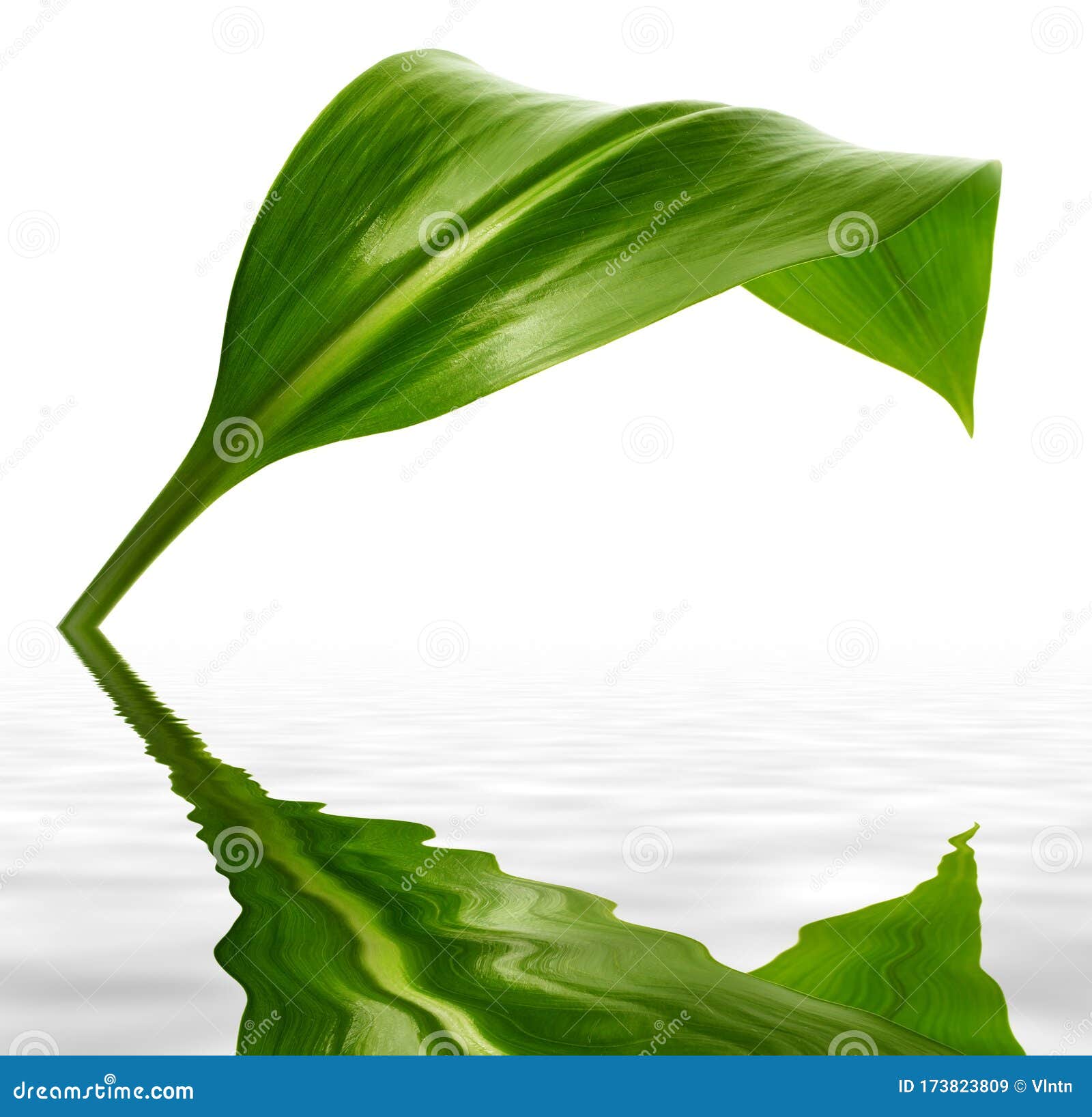 Leaf with reflection stock image. Image of closeup, leaf - 173823809