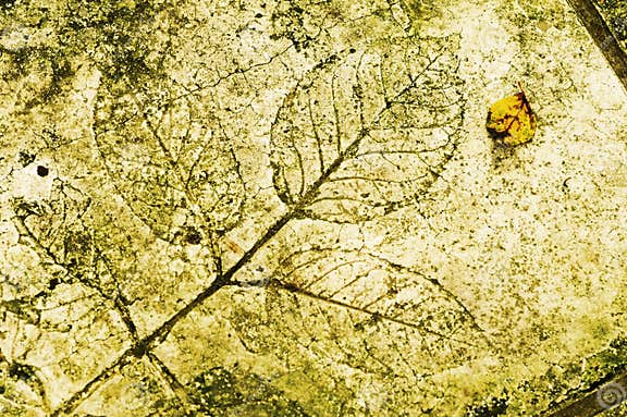 Leaf relief. stock photo. Image of concrete, brown, texture - 26250814