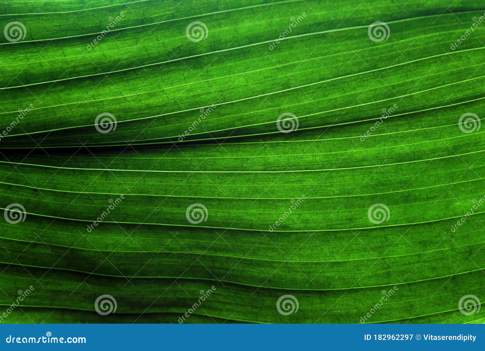 Leaf with Ribs and Veins Close in Backlight Background Stock Image ...