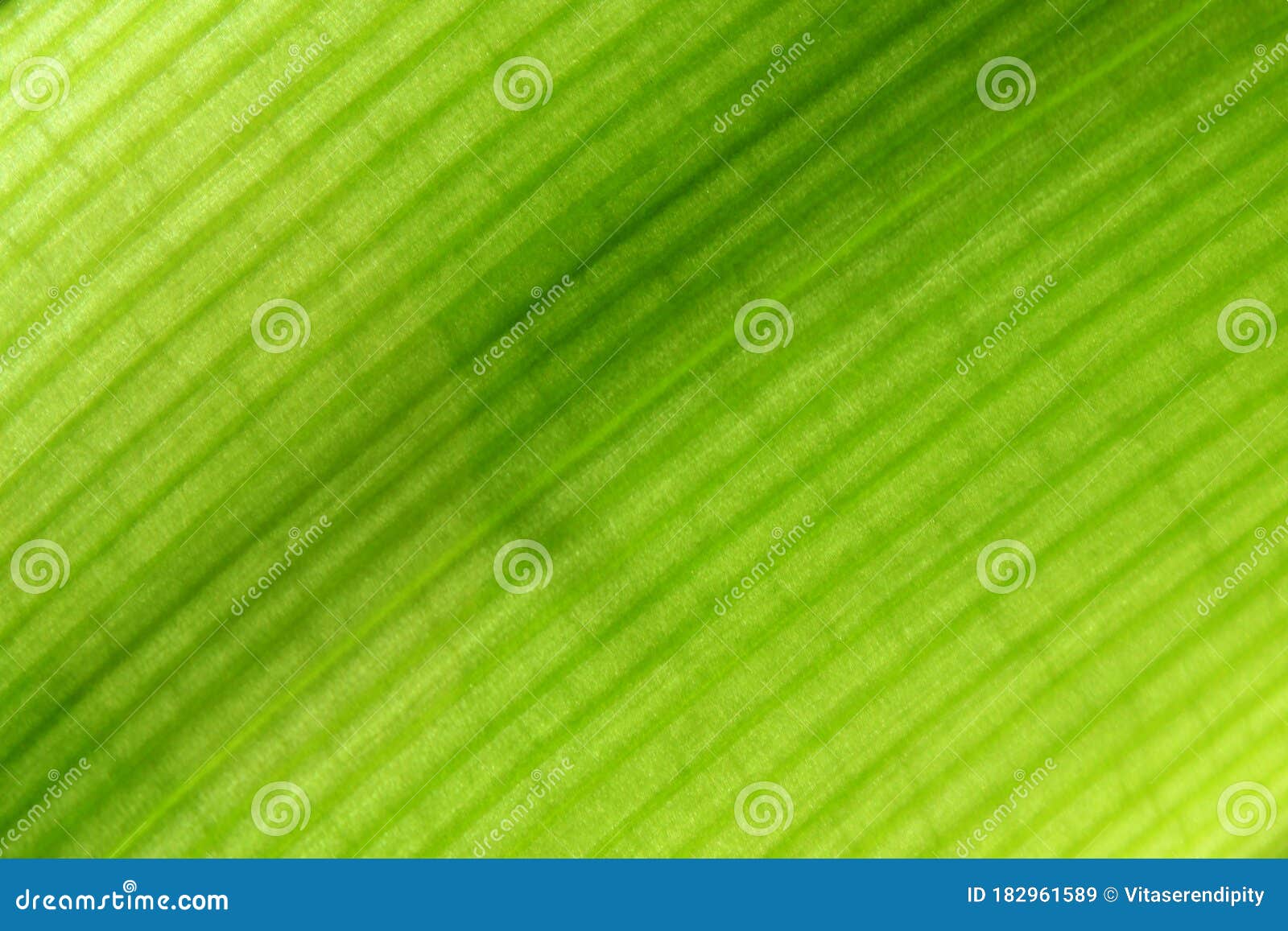 Leaf with Ribs and Veins Close in Backlight Background Stock Image ...