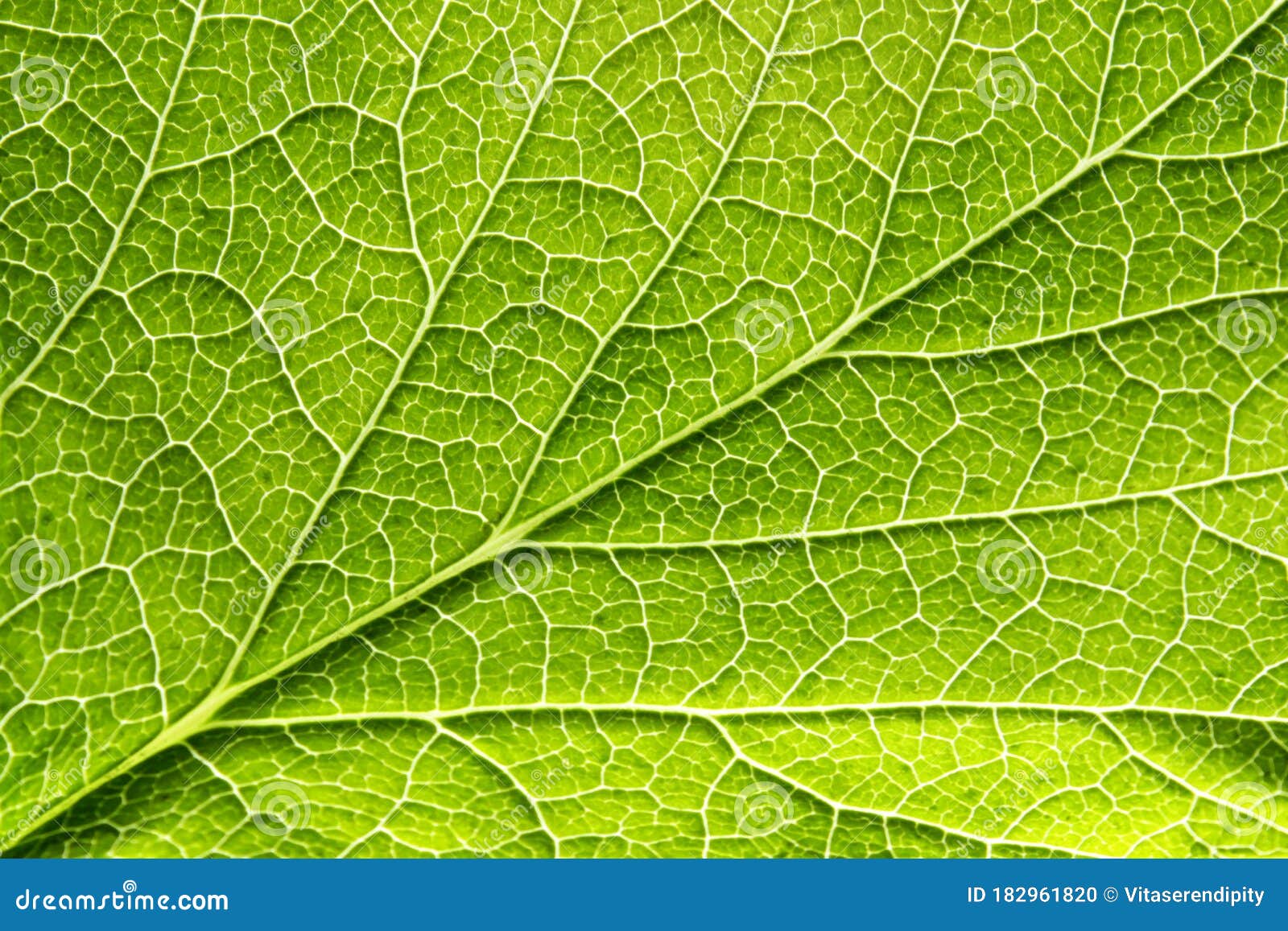 Leaf with Ribs and Veins Close in Backlight Background Stock Photo ...