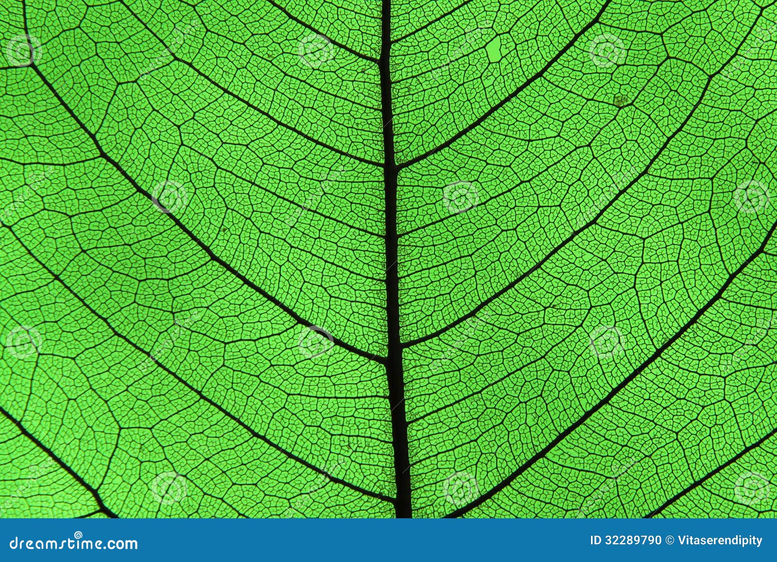 Leaf ribs and veins stock photo. Image of background - 32289790
