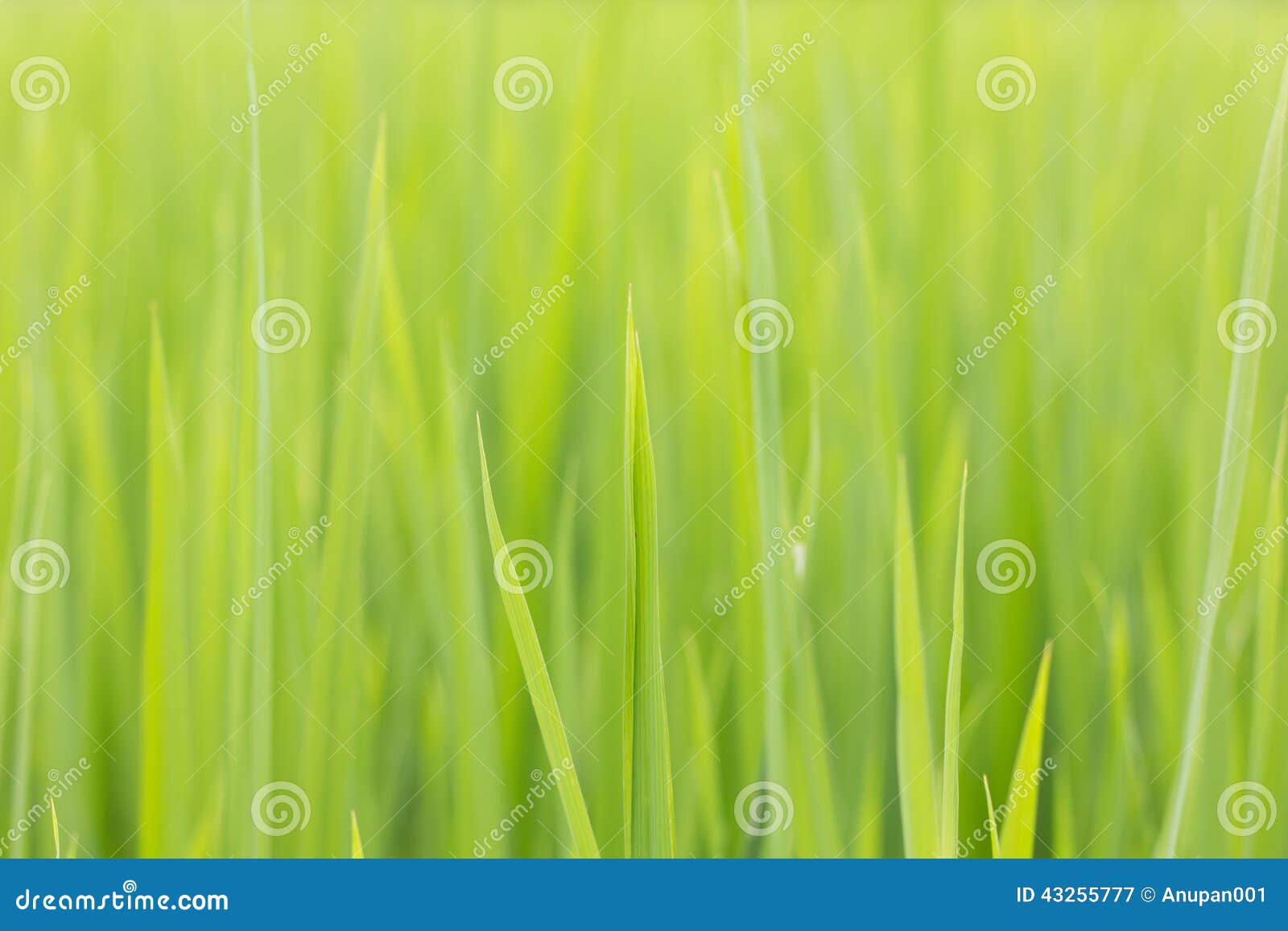 Leaf rice stock image. Image of background, foliage, grain - 43255777