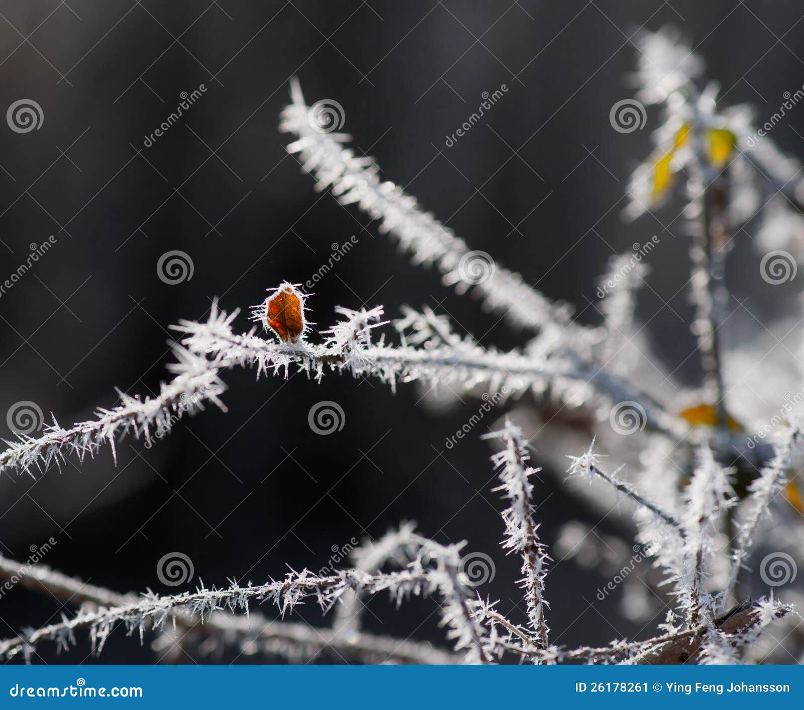 Leaf with rime frost stock image. Image of hoar, fall - 26178261