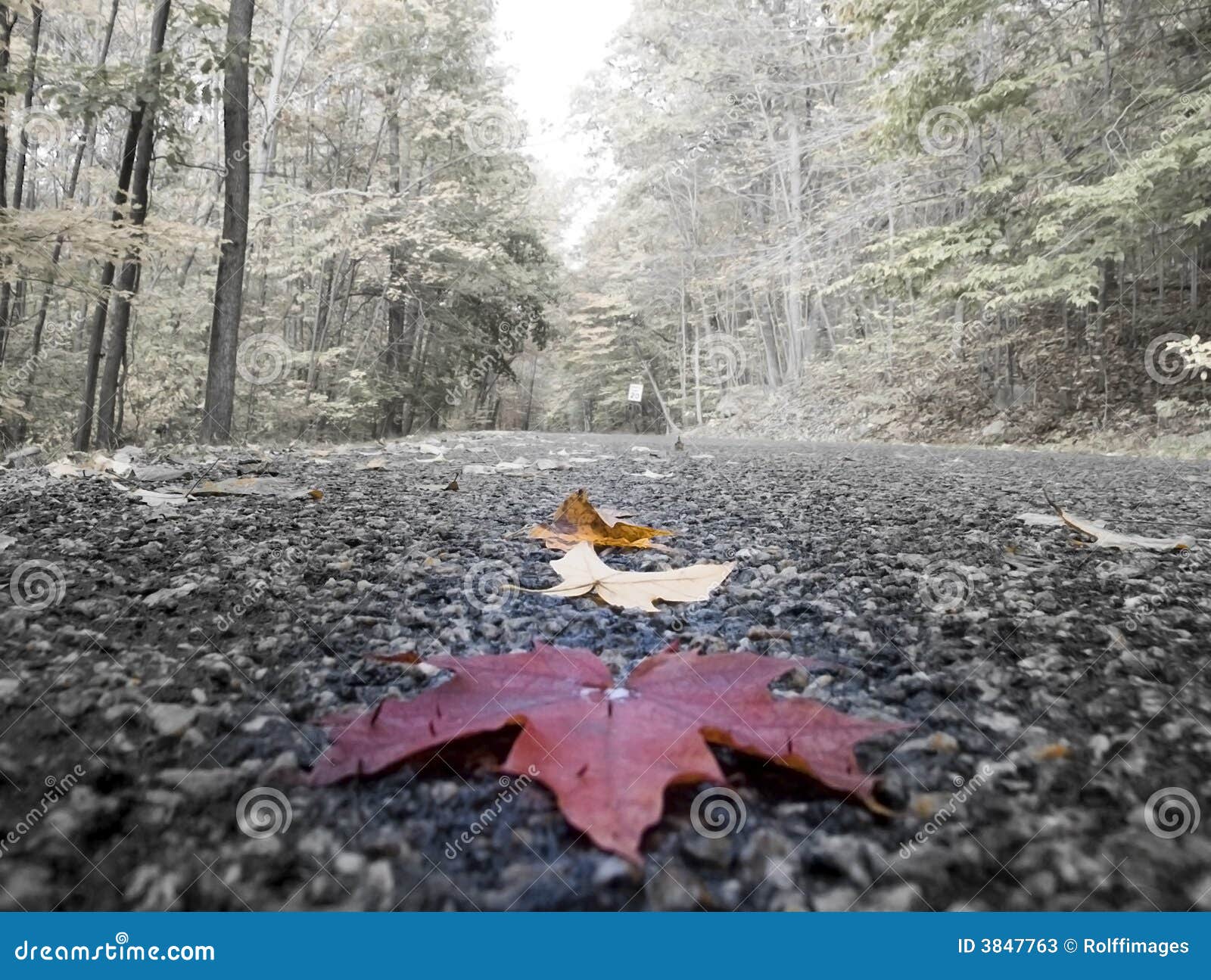 Leaf on road stock image. Image of avenue, path, evening - 3847763