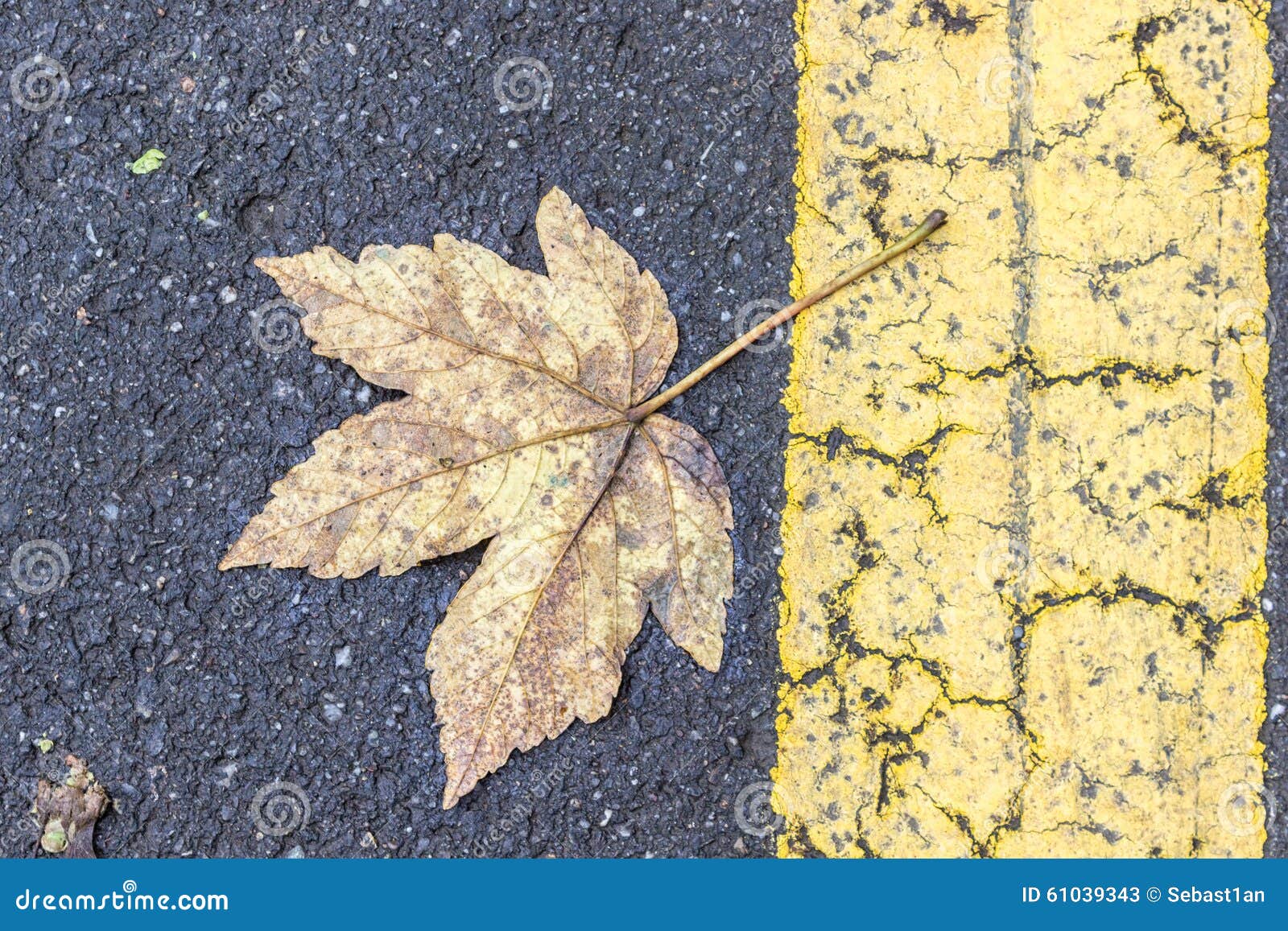 Leaf and Road stock image. Image of perspective, foliage - 61039343