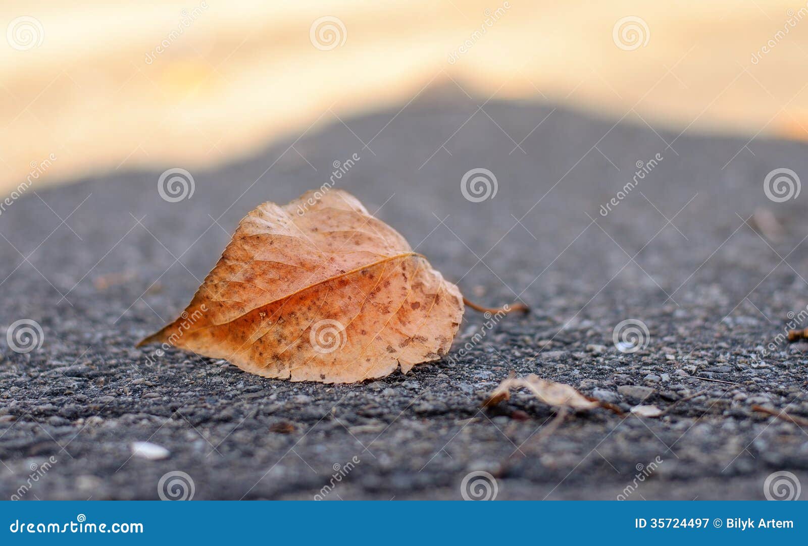 Leaf on the road. stock image. Image of tranquil, outdoors - 35724497