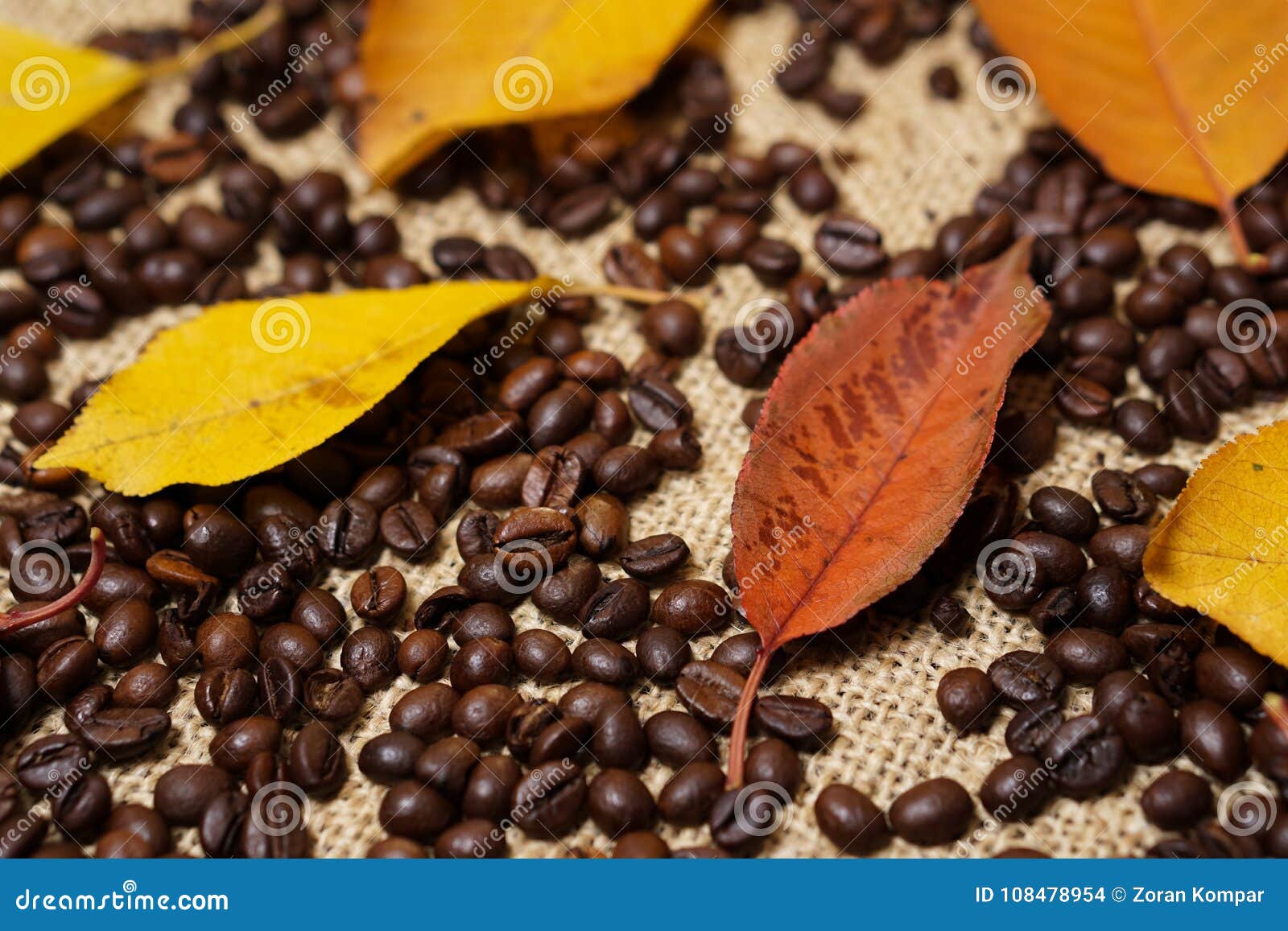 Leaf on coffee beans stock photo. Image of coffee, leaf - 108478954