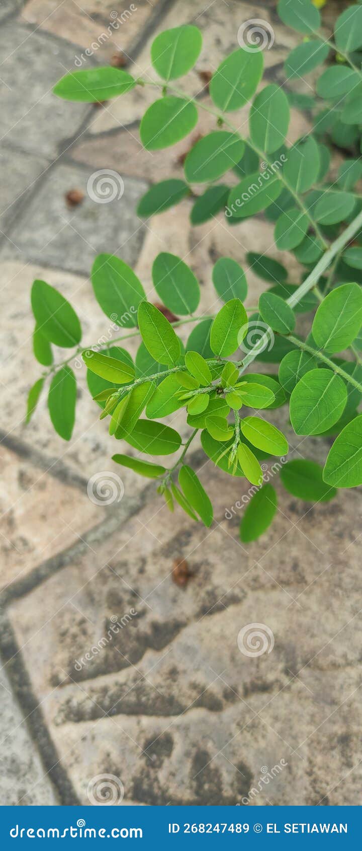 Leaf of the Robinia Pseudoacacia Plant, Close Up Stock Image - Image of ...