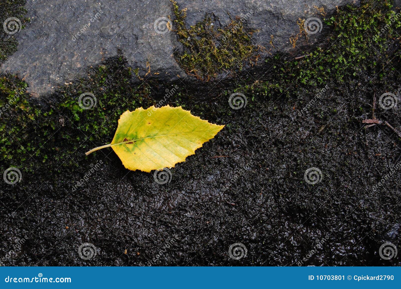 Leaf on rock stock image. Image of moss, floral, preservation - 10703801