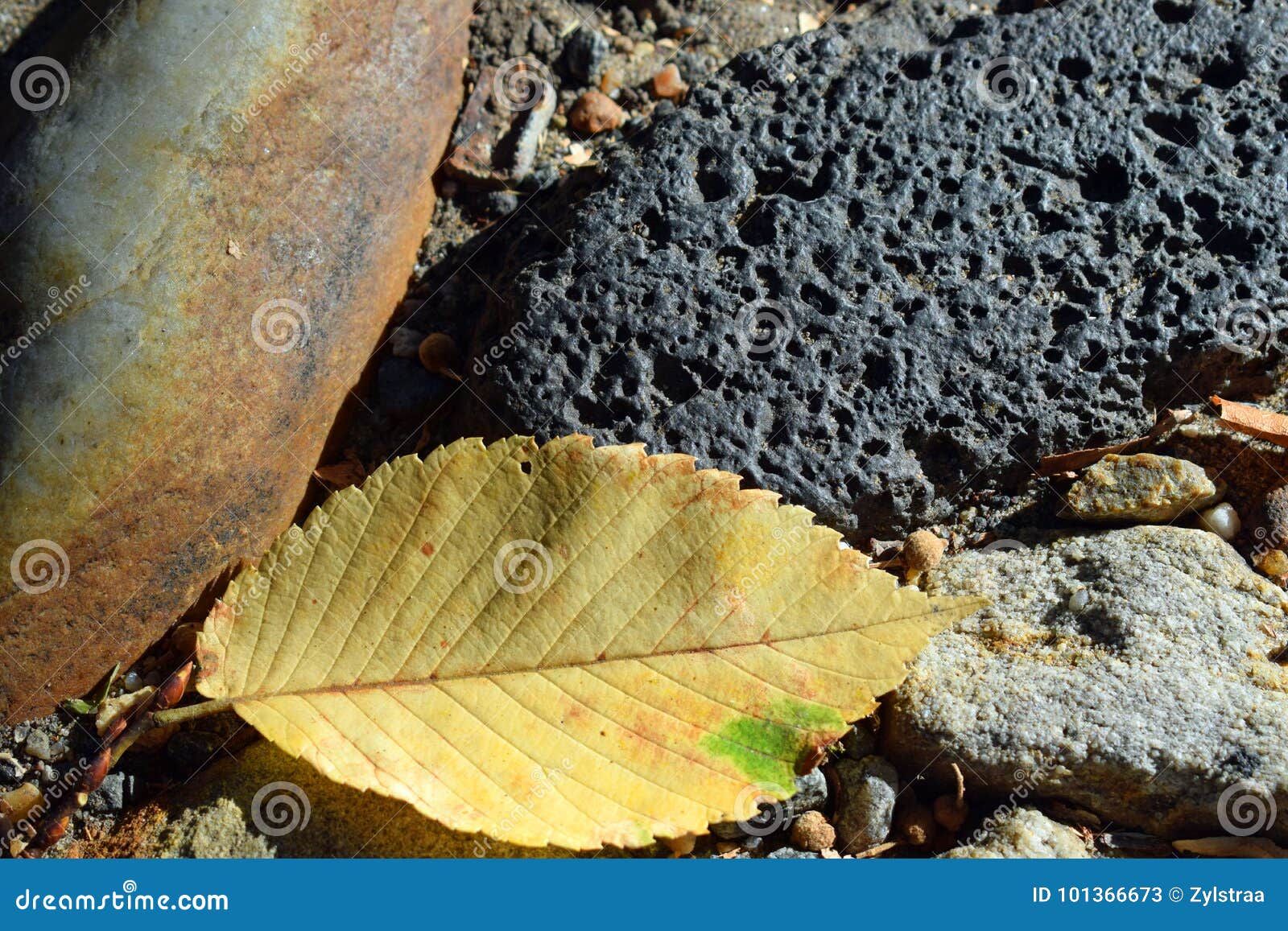 Leaf and Rocks stock image. Image of rock, nature, leaves - 101366673