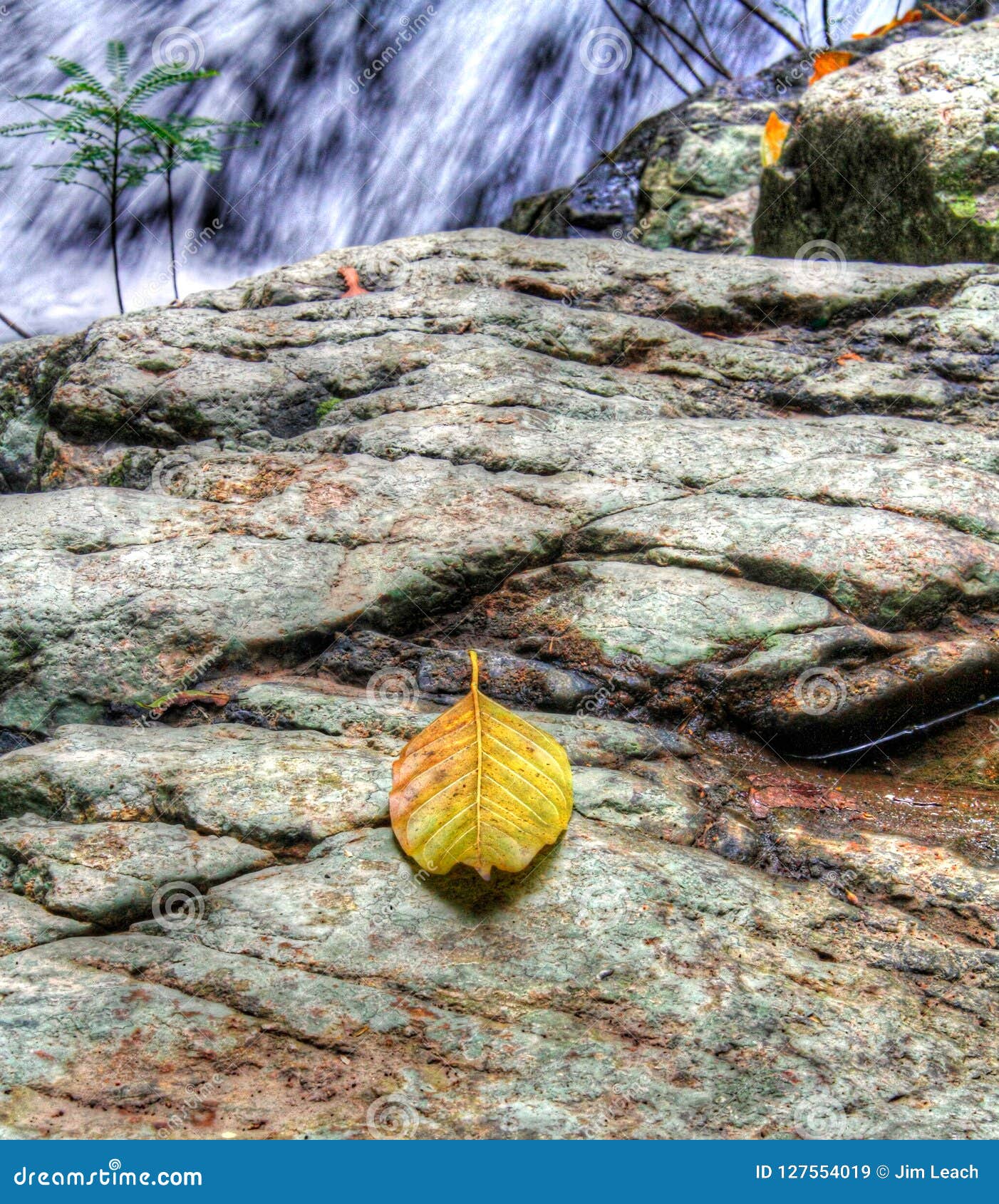 A Leaf on a Rock Near a Waterfall Stock Image - Image of hanging ...
