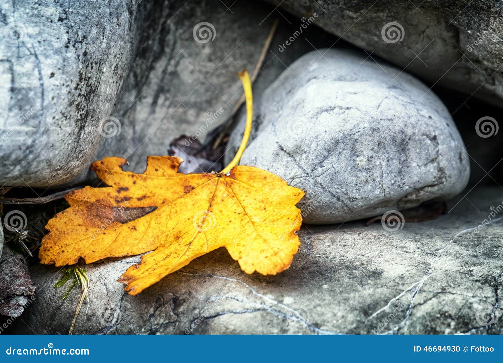 Leaf and rock stock photo. Image of single, nature, tree - 46694930