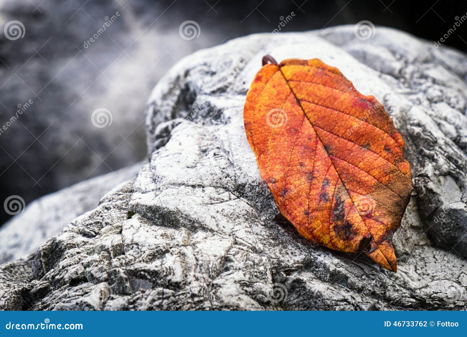 Leaf and rock stock photo. Image of october, leaf, nature - 46733762