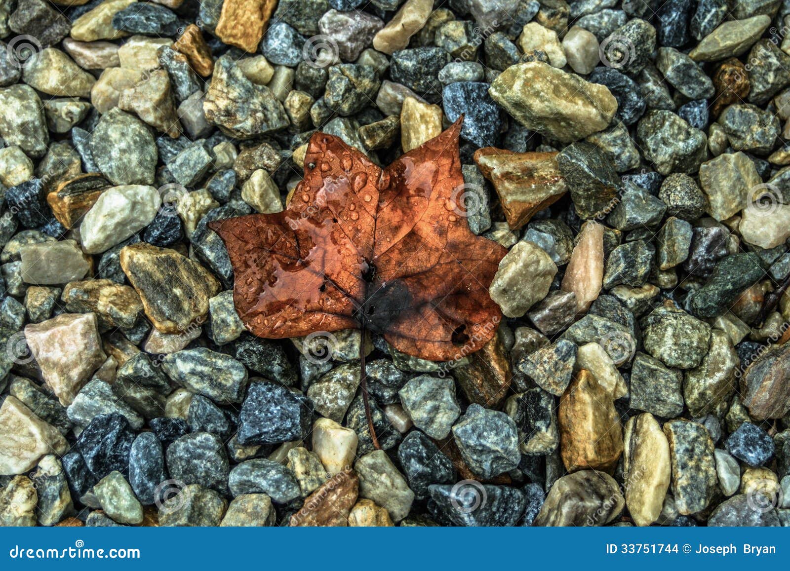 Leaf and Rocks stock photo. Image of plants, smoky, leaves - 33751744