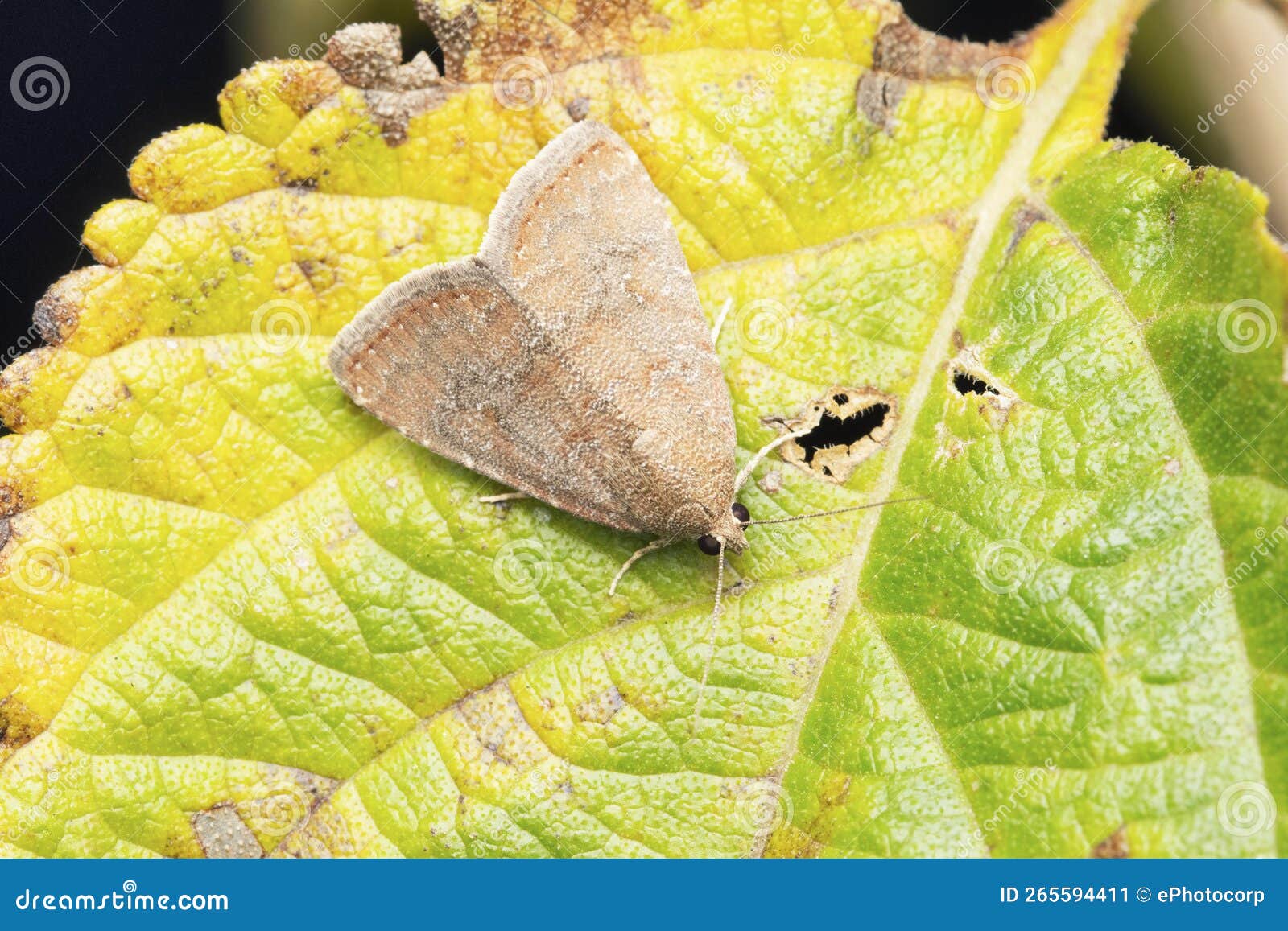 Leaf Roller Torix Moth, Archips Subsidiaria, Satara, Maharashtra Stock Image - Image of orchard ...