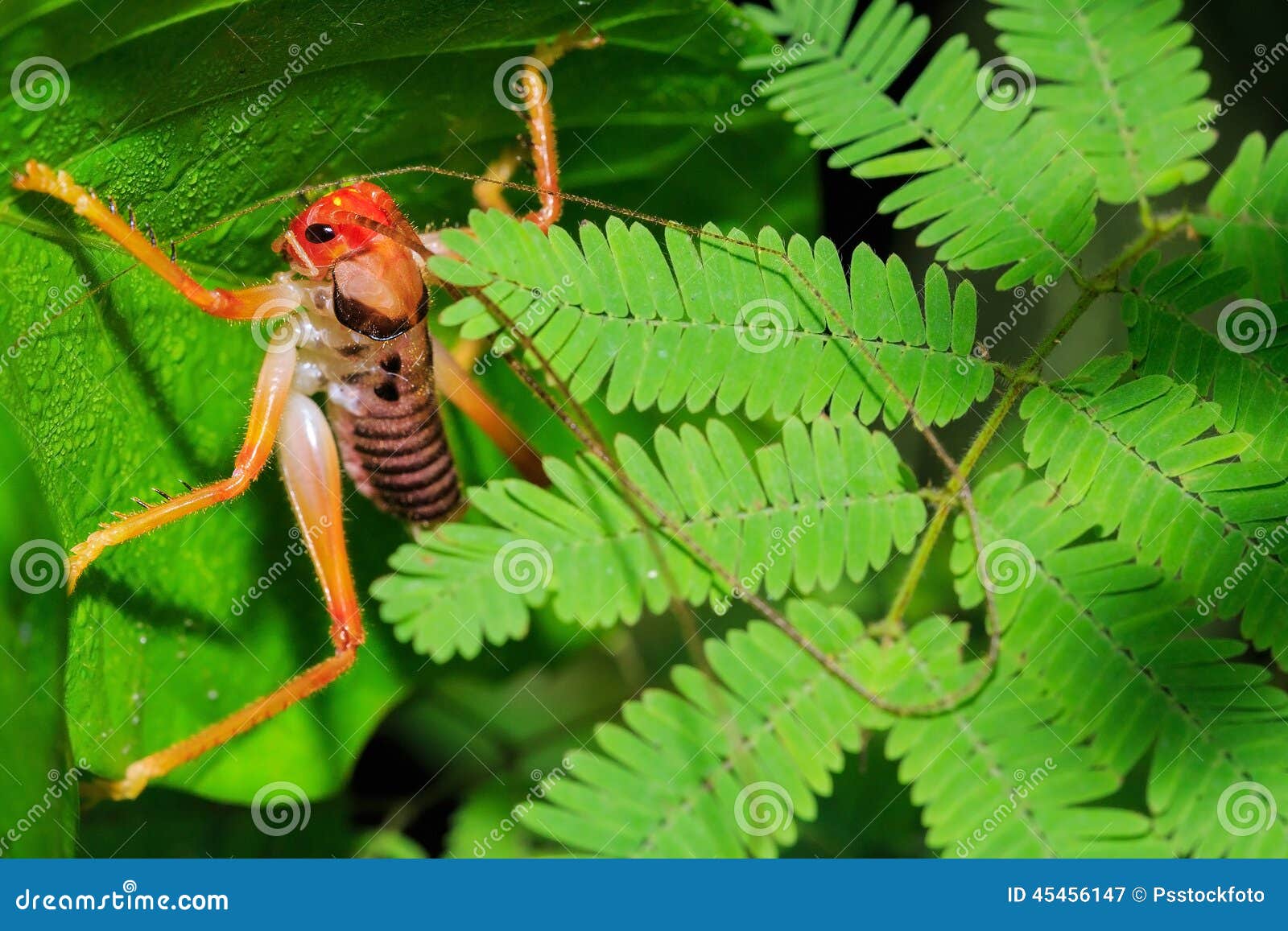 Leaf Rolling Grasshoppers stock image. Image of insect - 45456147