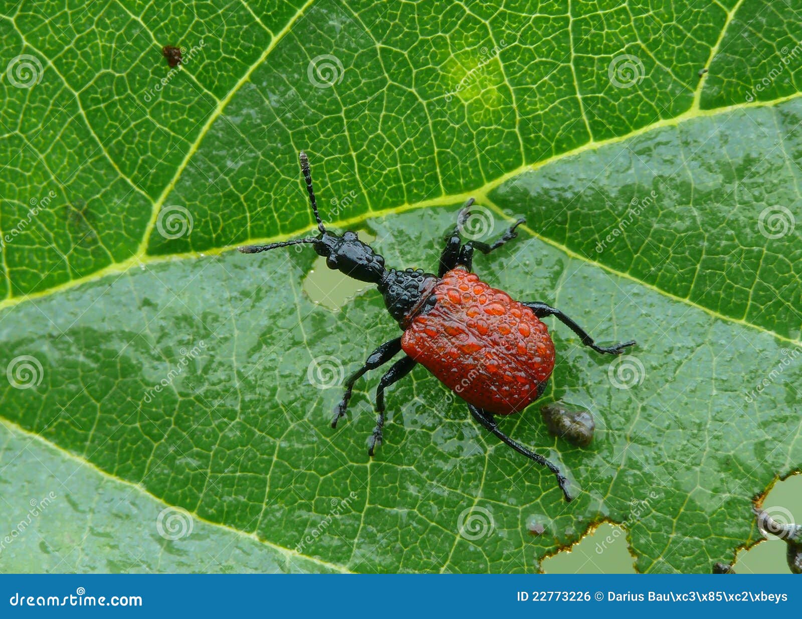 Leaf-rolling weevil stock photo. Image of insect, field - 22773226